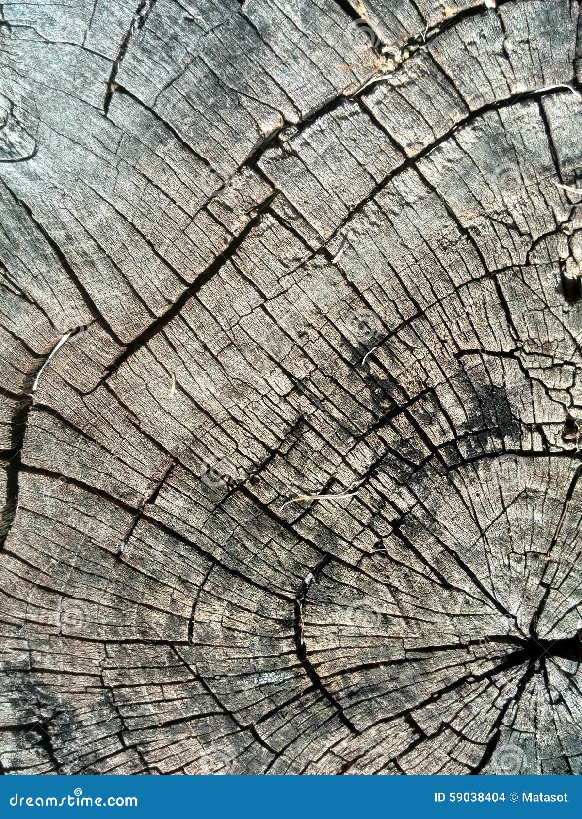 Stump structure stock photo. Image of grey, texture, stump - 59038404