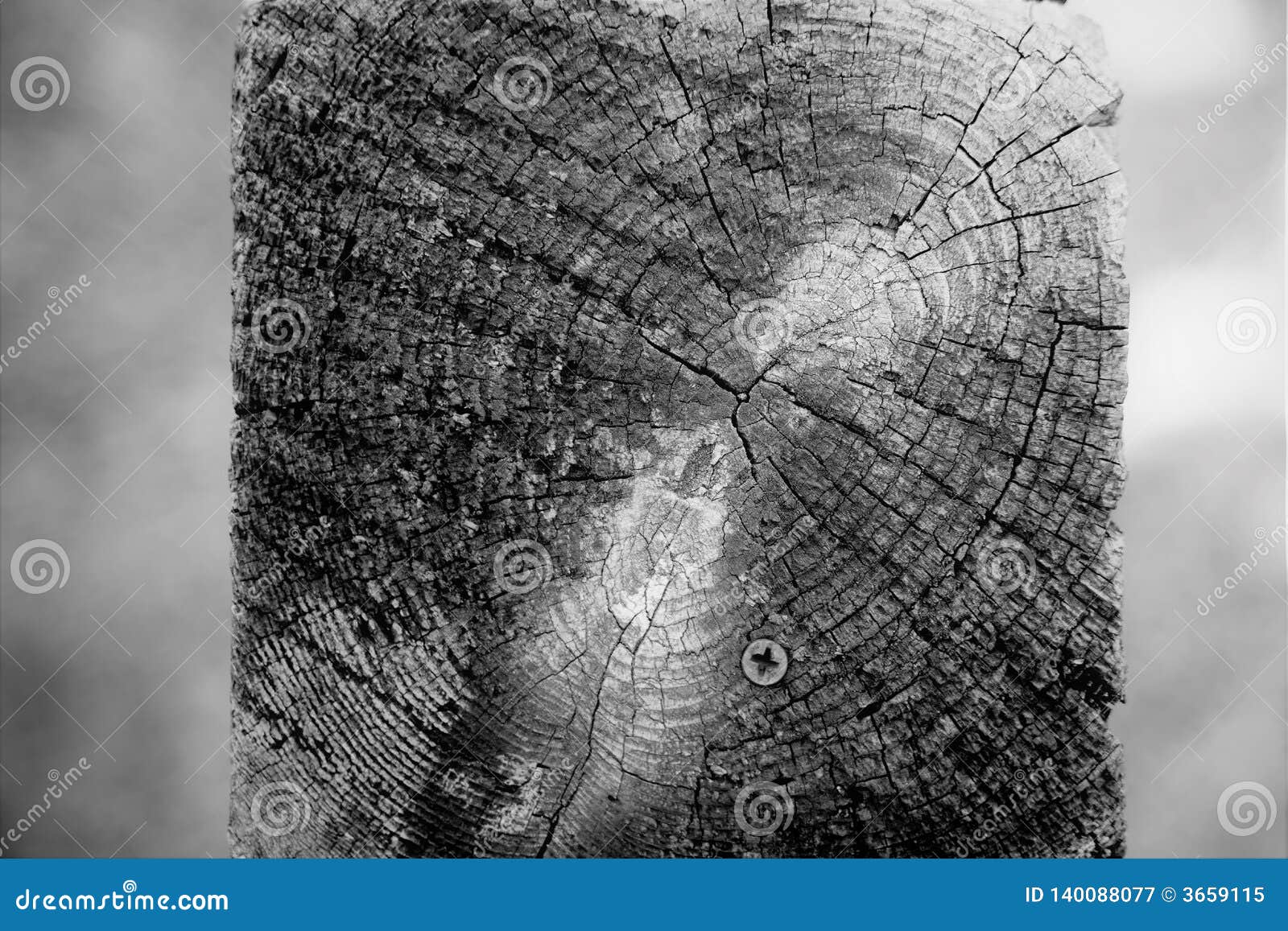 Stump Stub with Nail in it. Texture. Pattern. Close Up Stock Image ...