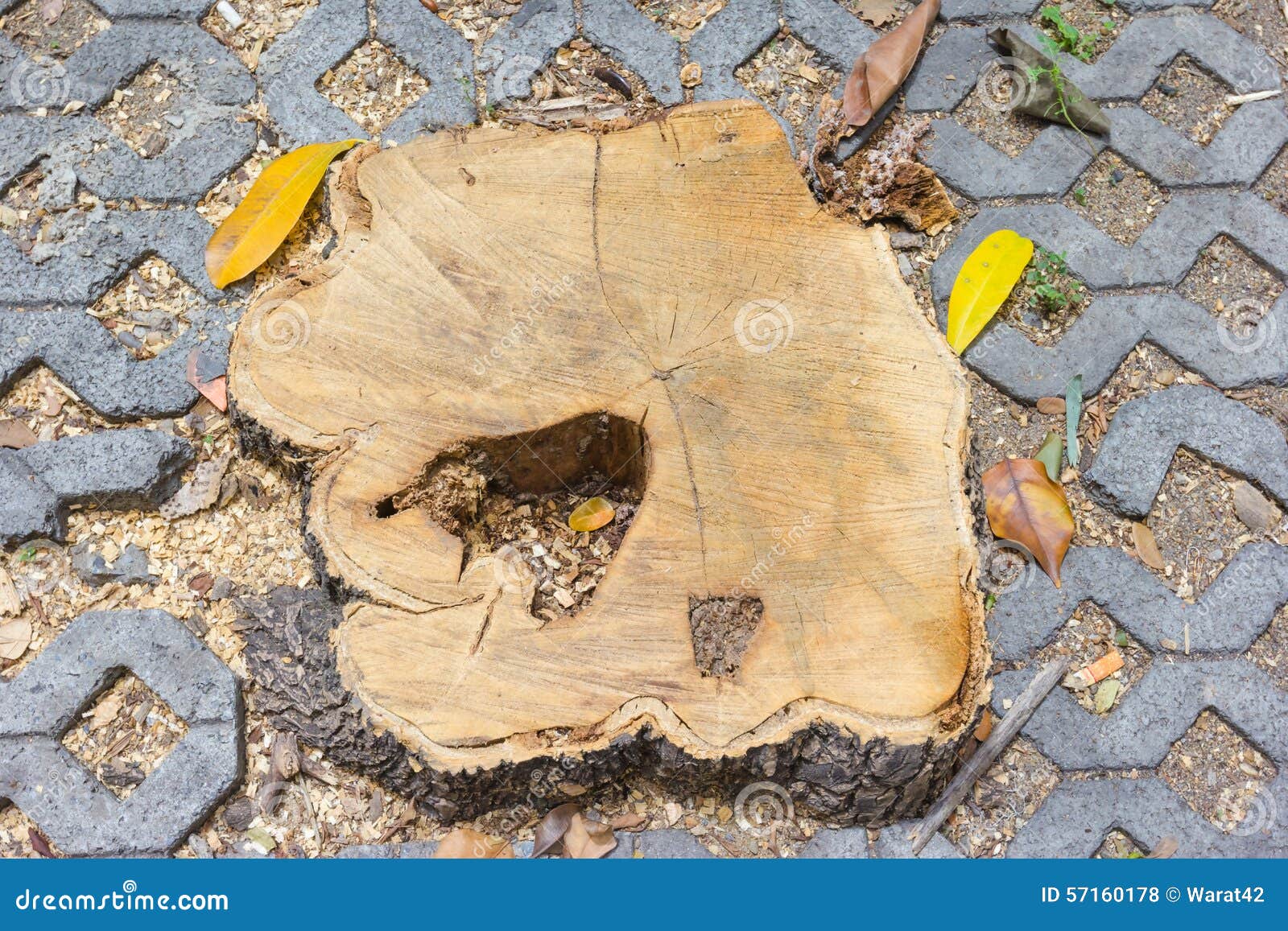 Stump surrounded by brick. stock photo. Image of logs - 57160178