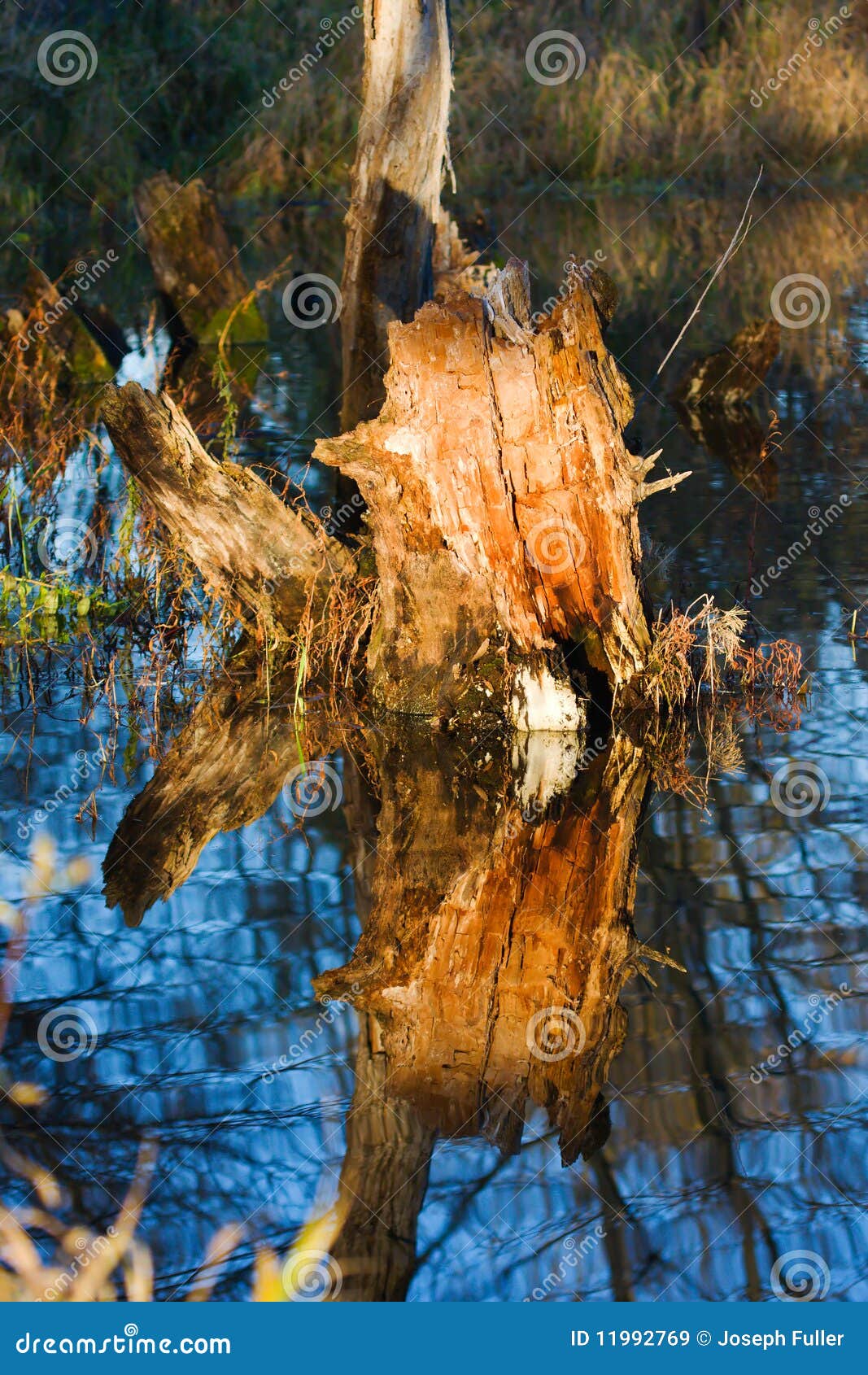 Stump in a Swamp. stock image. Image of grass, summer - 11992769