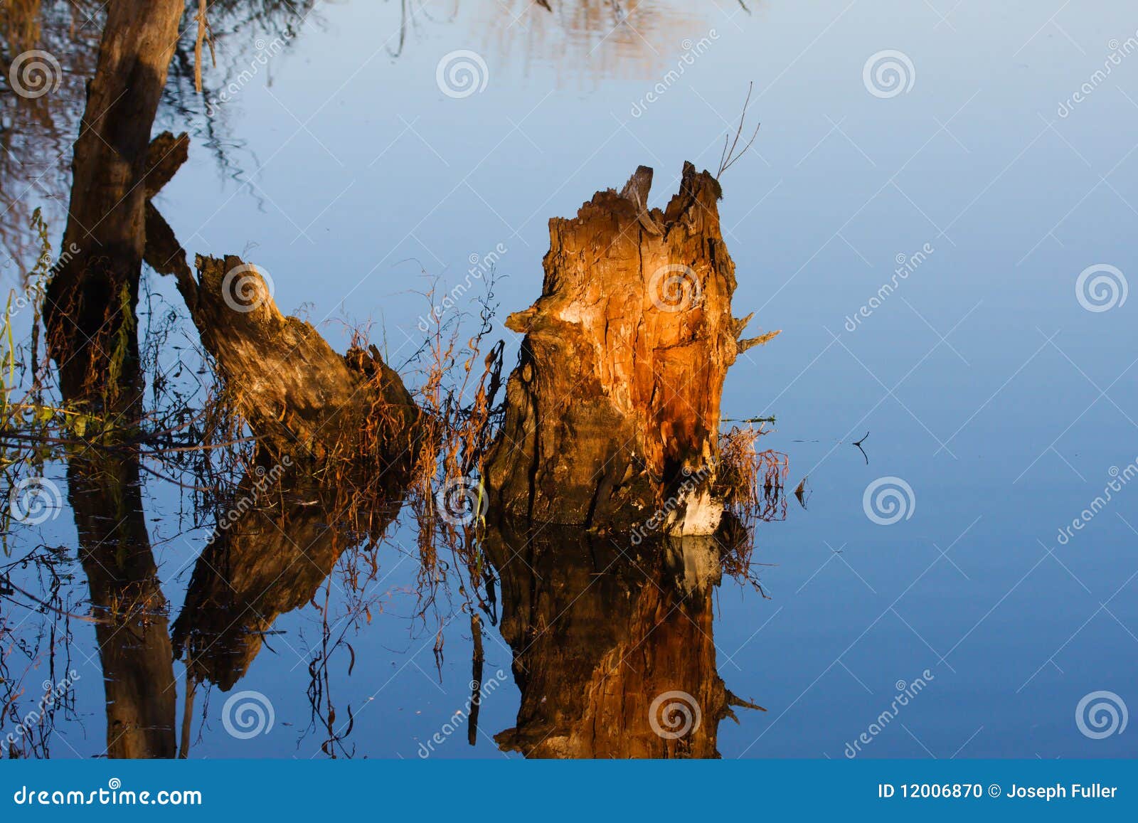 Stump in a Swamp. stock photo. Image of desolation, tree - 12006870