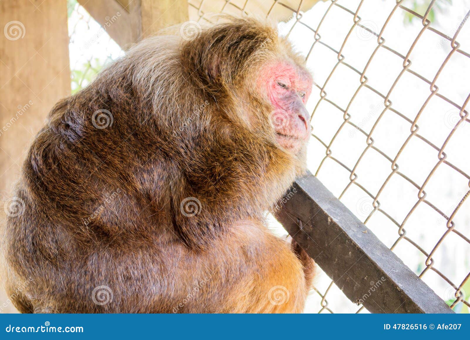Stump-tailed Macaque in Cage Stock Photo - Image of rainforest, asia ...