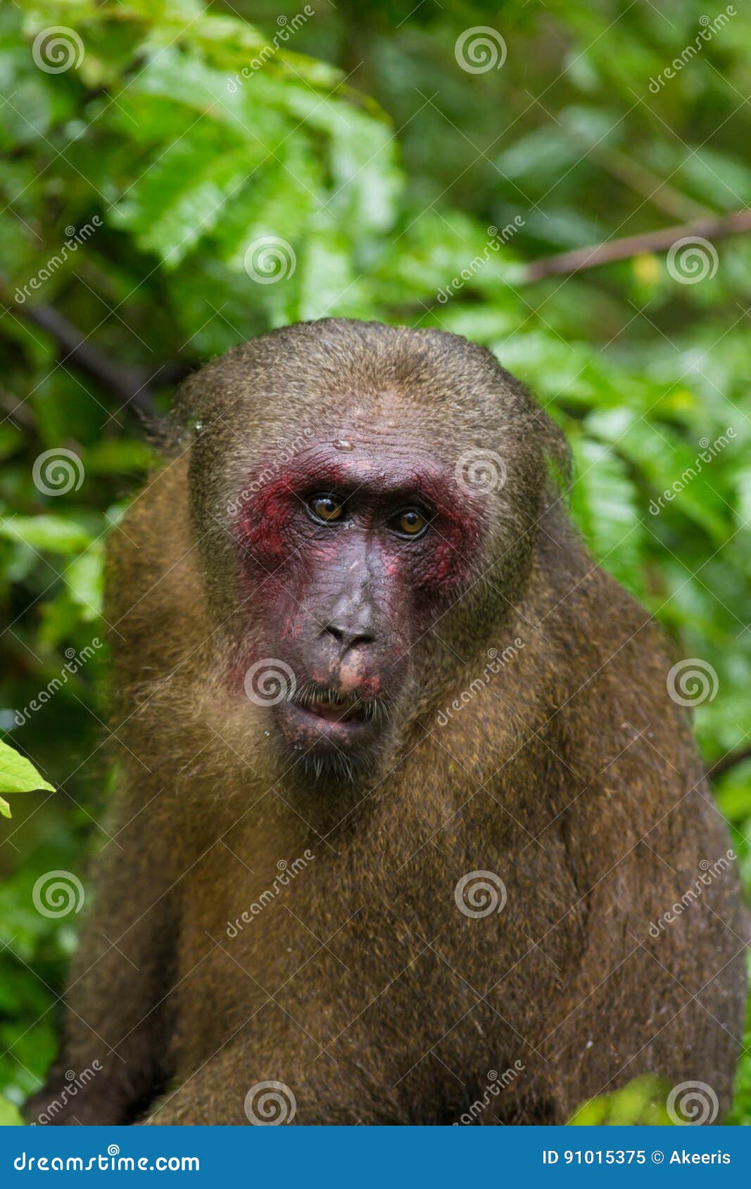 Stump-tailed Skink Royalty-Free Stock Image | CartoonDealer.com #41737534