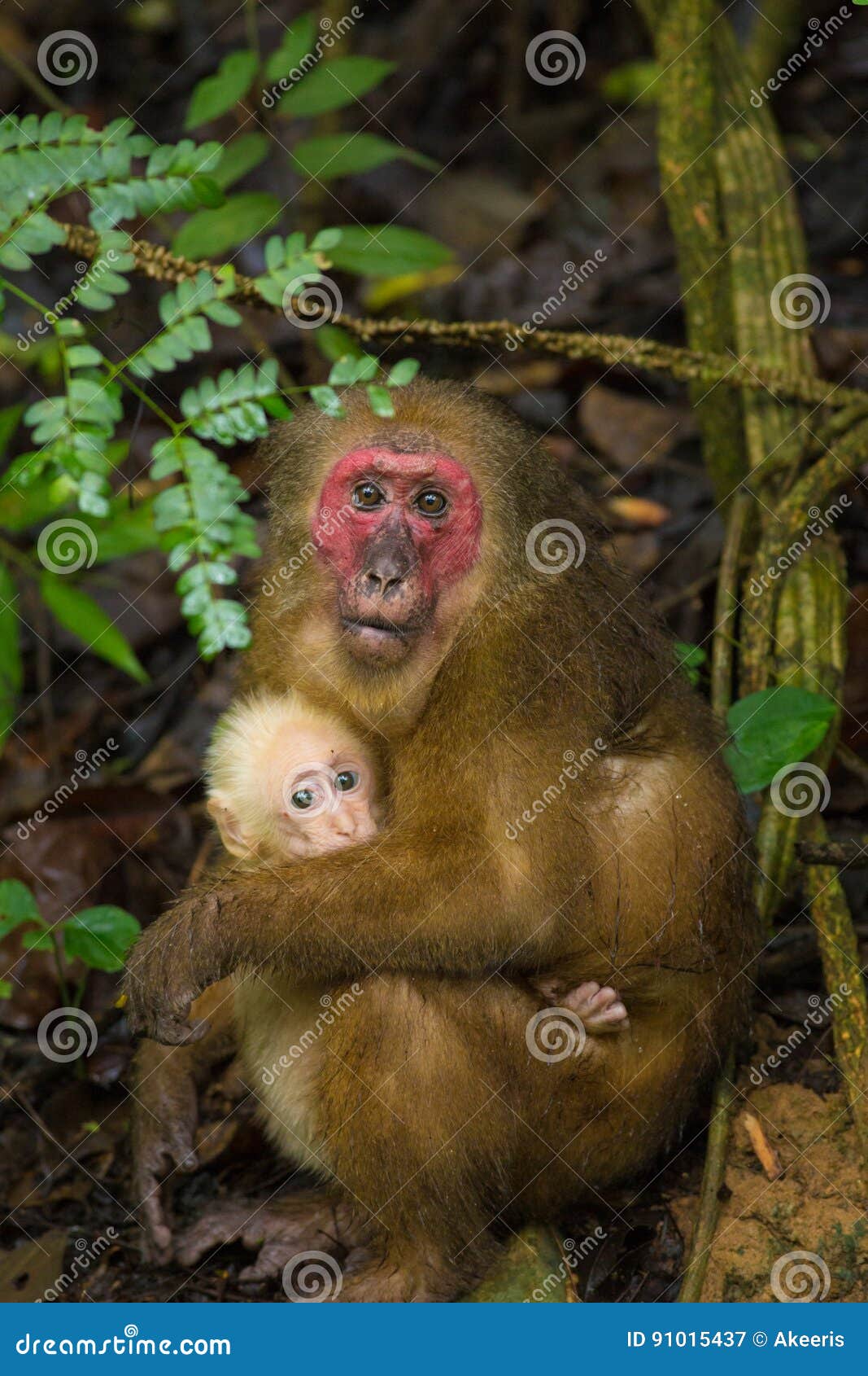 Stump-tailed Macaque stock image. Image of cute, mother - 91015437