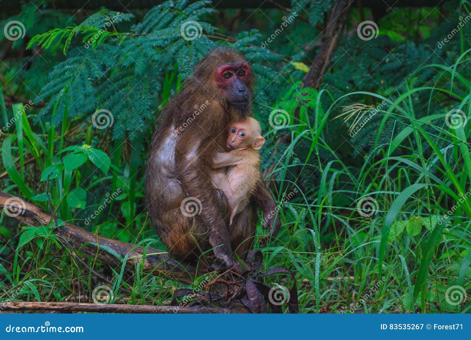 Stump-tailed Skink Royalty-Free Stock Photography | CartoonDealer.com ...