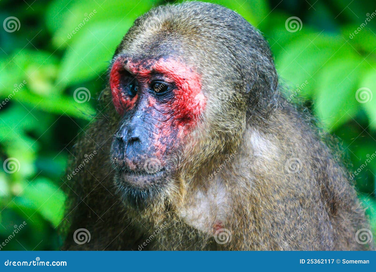 Stump-tailed monkey stock image. Image of monkey, arctoides - 25362117