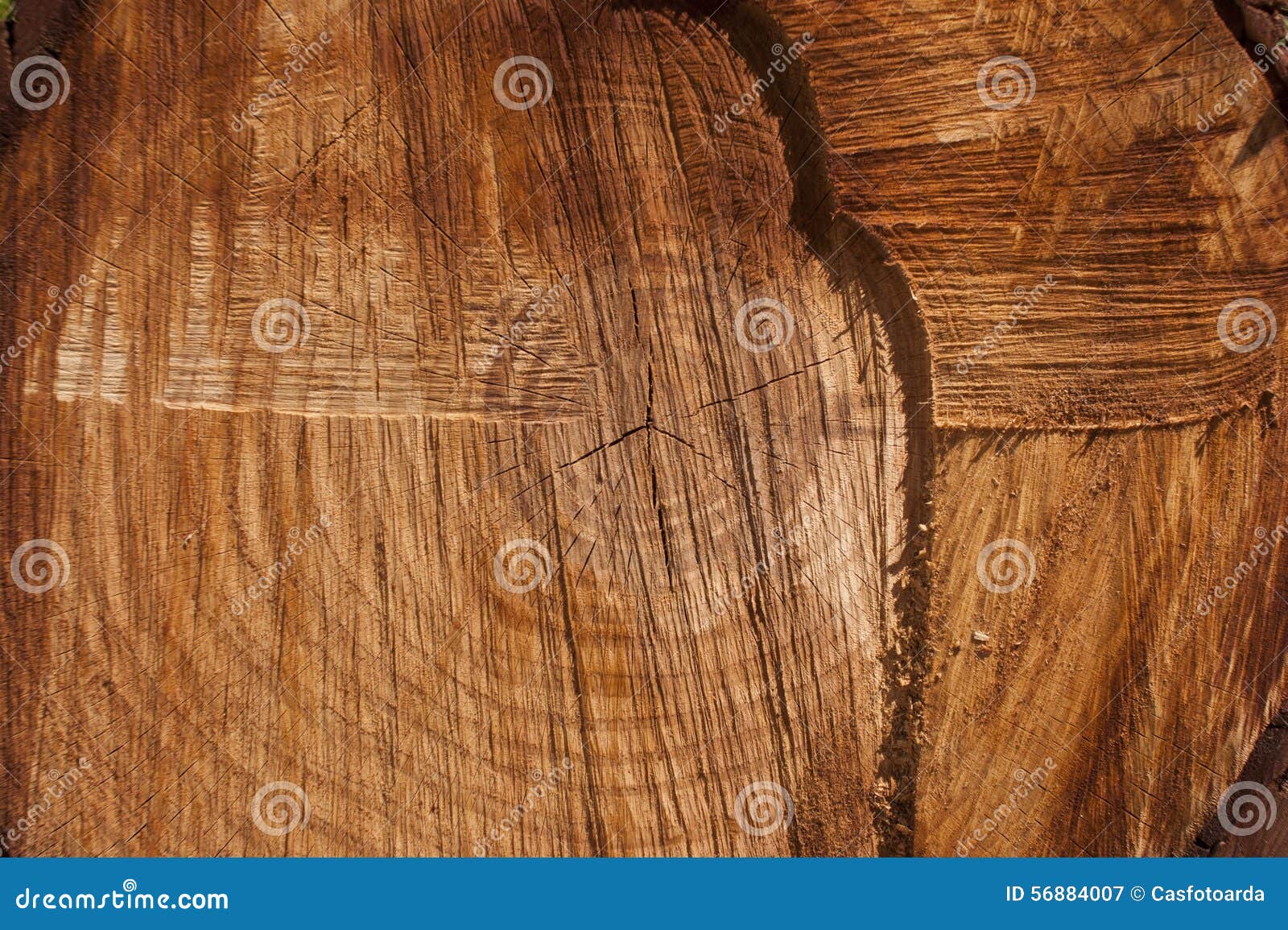 Stump texture. stock image. Image of brown, textured - 56884007