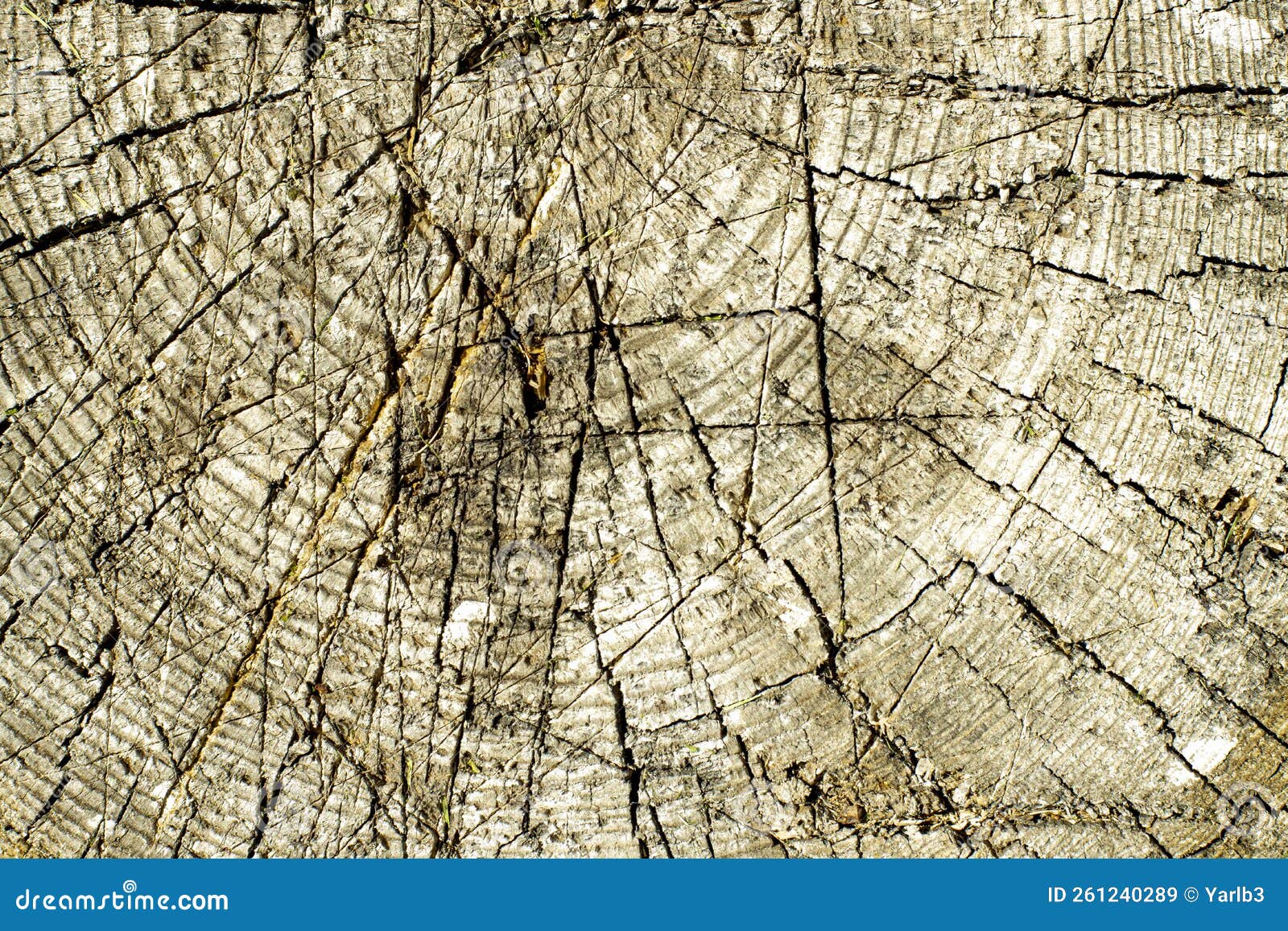 Stump Texture for Chopping Firewood Top View Stock Image - Image of ...