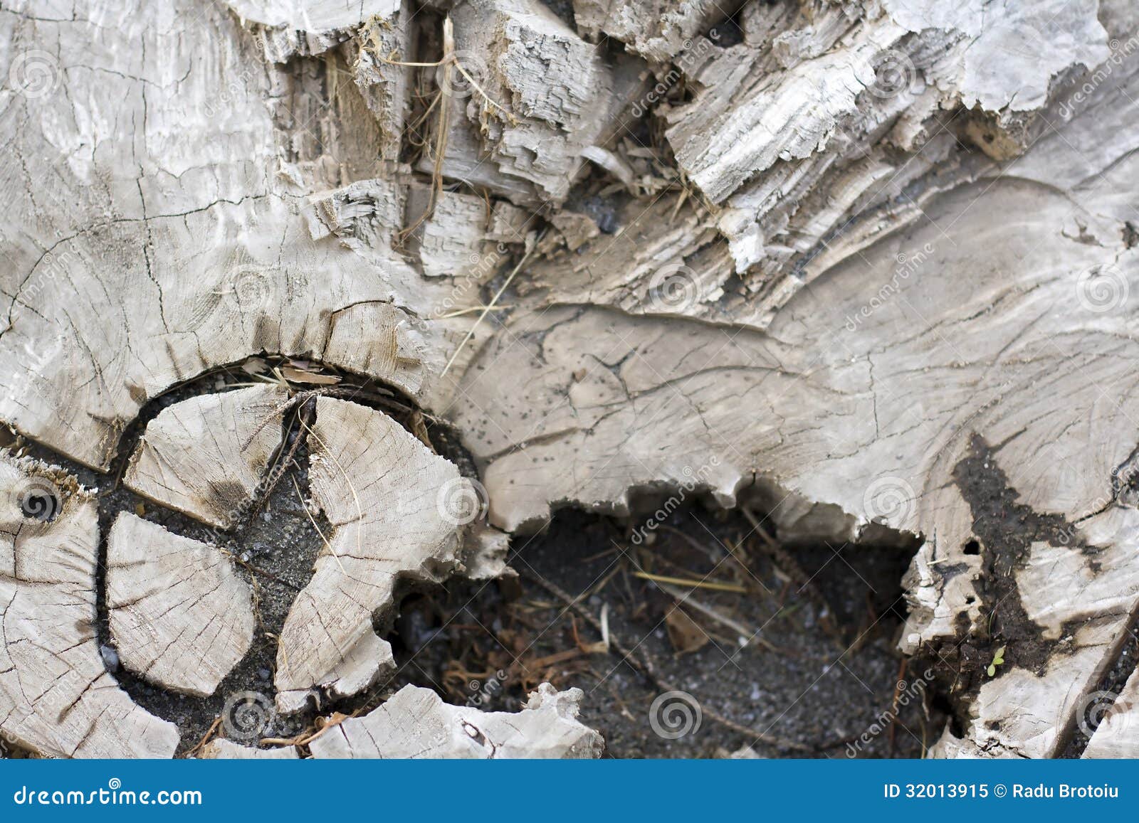 Stump texture stock image. Image of outdoor, grain, details - 32013915