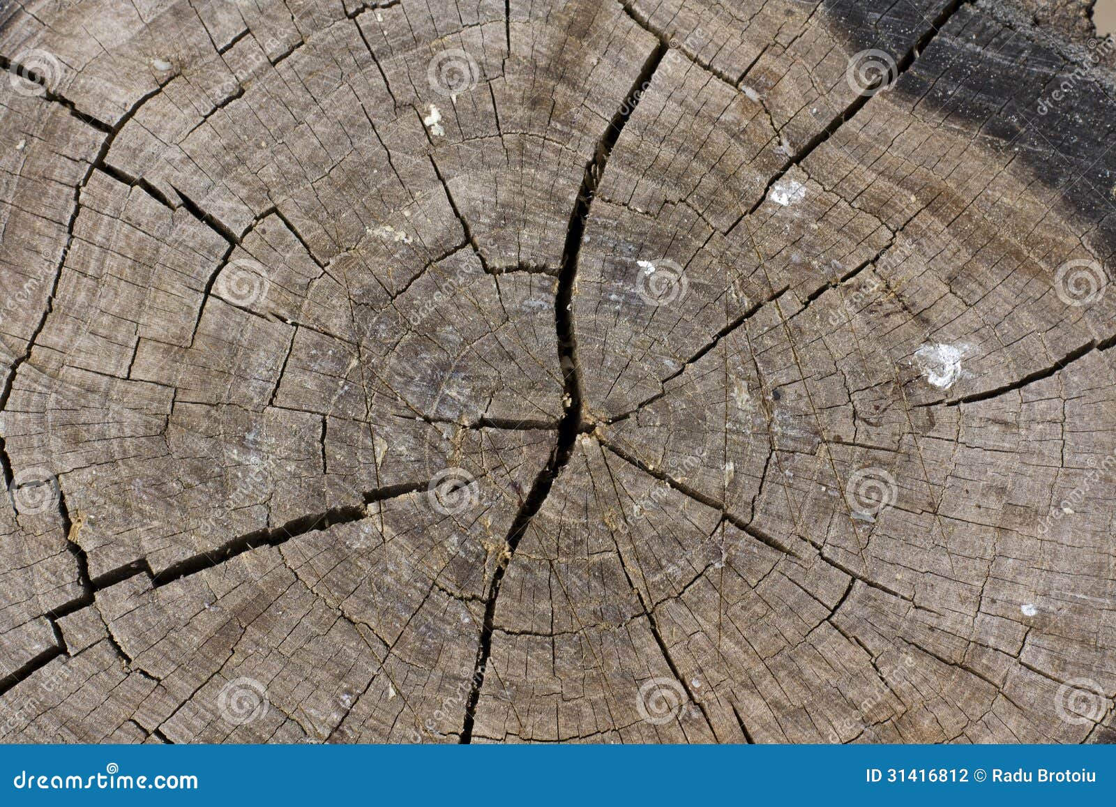 Stump texture stock photo. Image of surface, broken, nature - 31416812