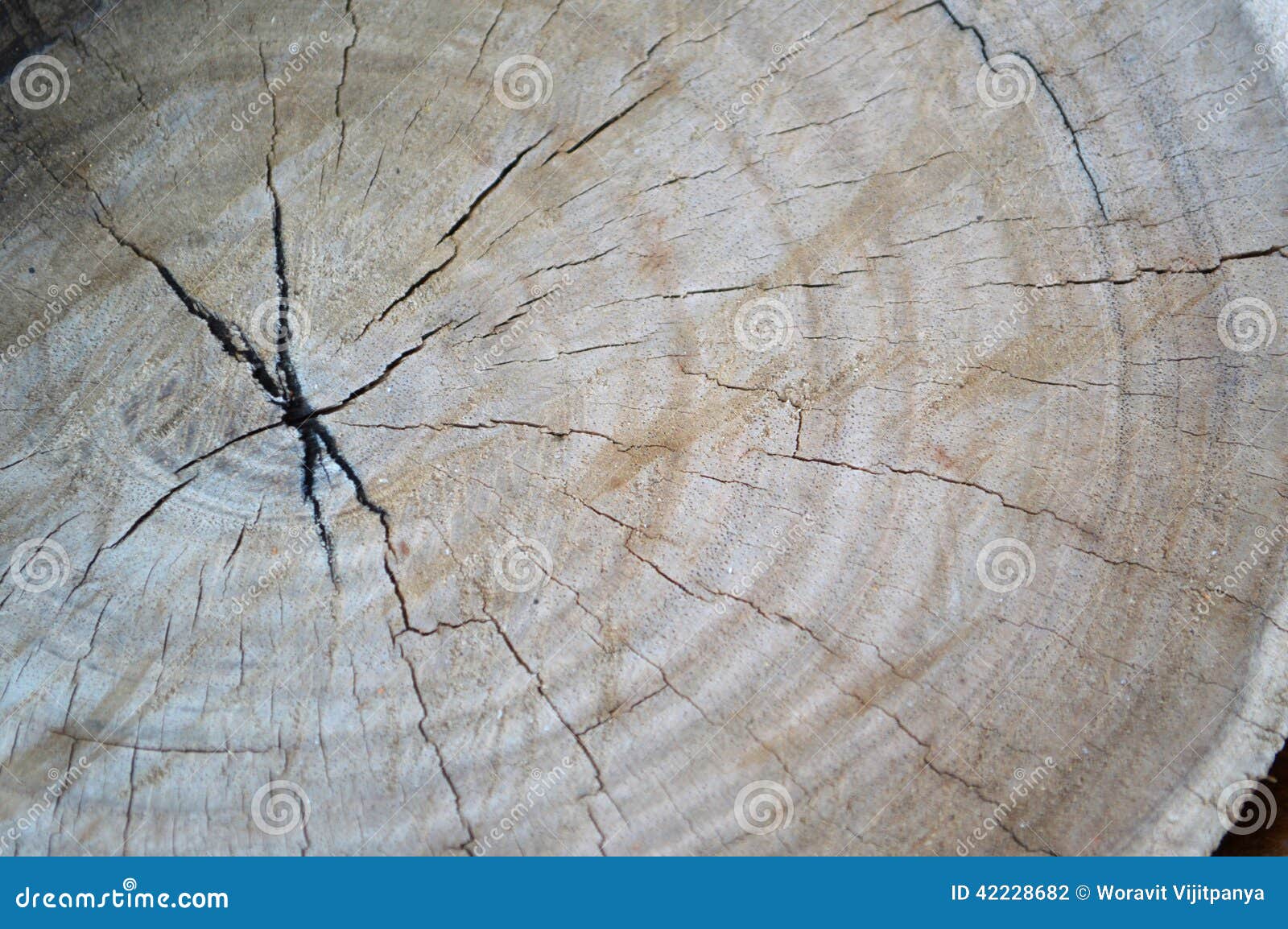 Stump texture stock photo. Image of backdrop, cracked - 42228682