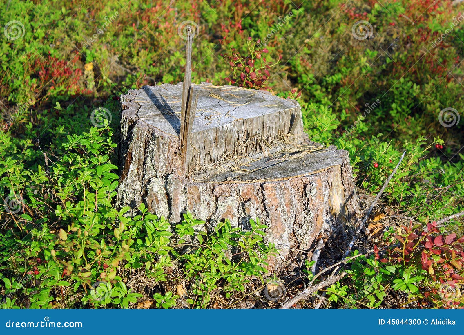 Stump of tree stock photo. Image of branch, environment - 45044300