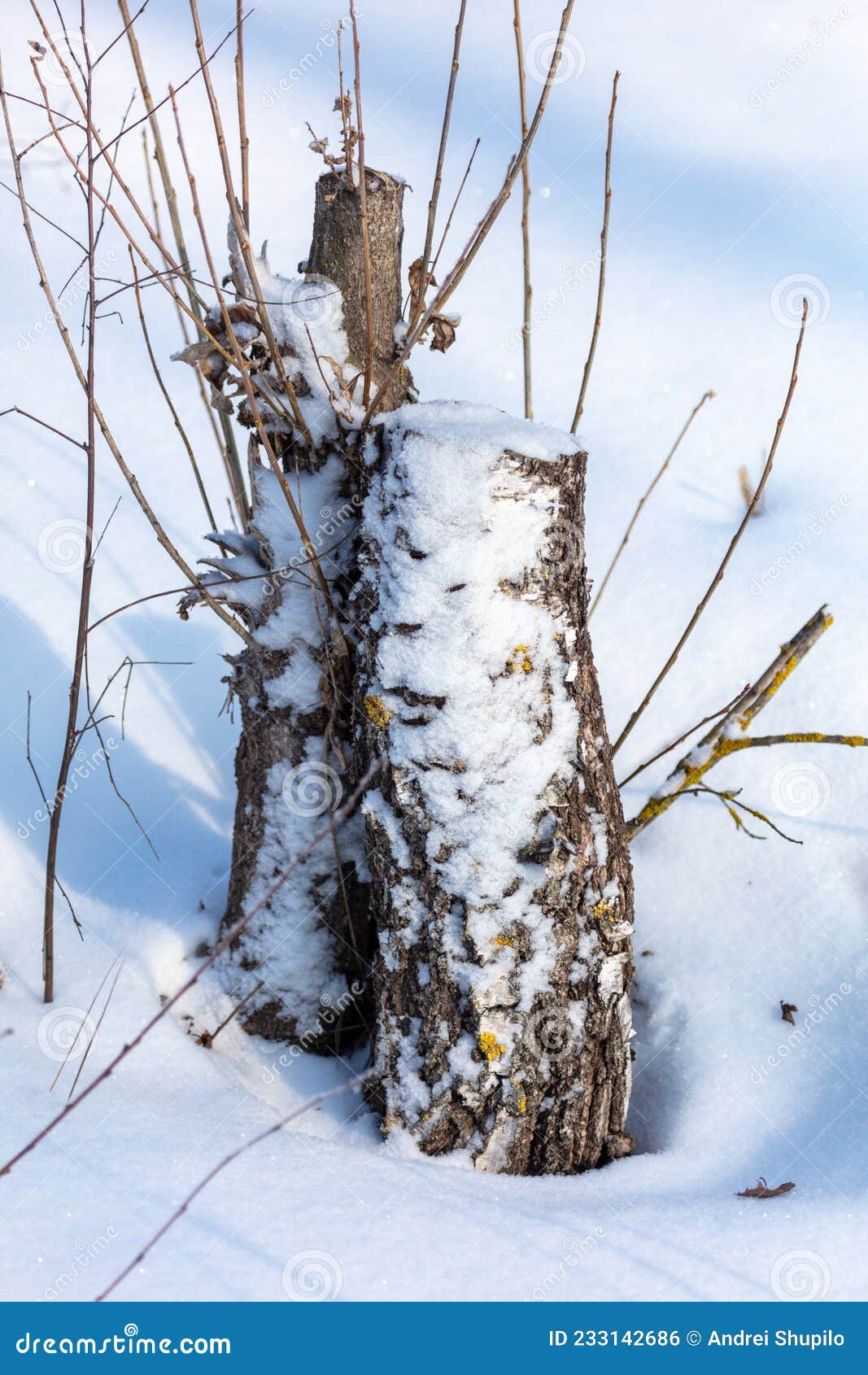 Stump from a Tree Covered with Snow Stock Photo - Image of weather ...