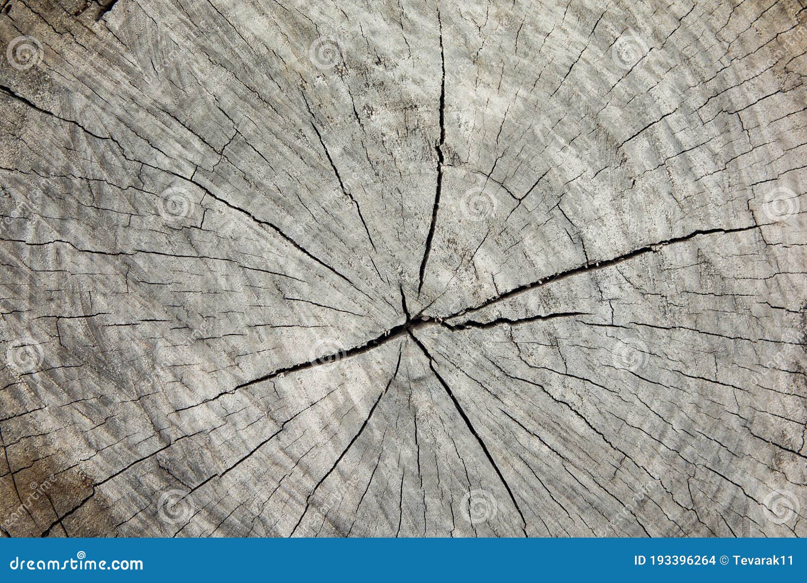 Stump of Tree, Cross Section of a Tree Trunk Stock Photo - Image of ...