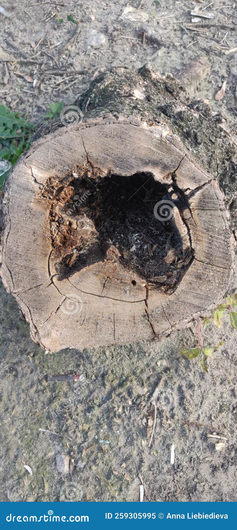 Stump, Tree Cut, Growth Rings Stock Image - Image of rings, growth ...