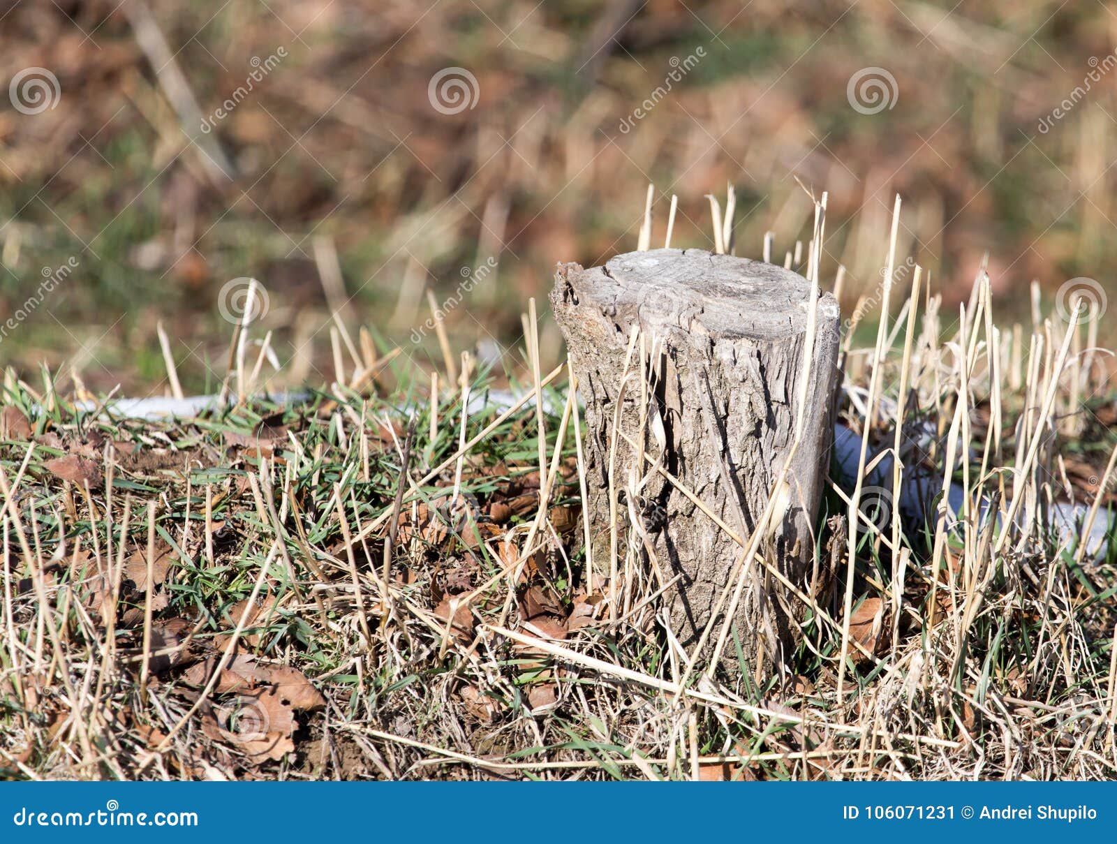 Stump on the Tree in Nature in Winter Stock Image - Image of natural ...