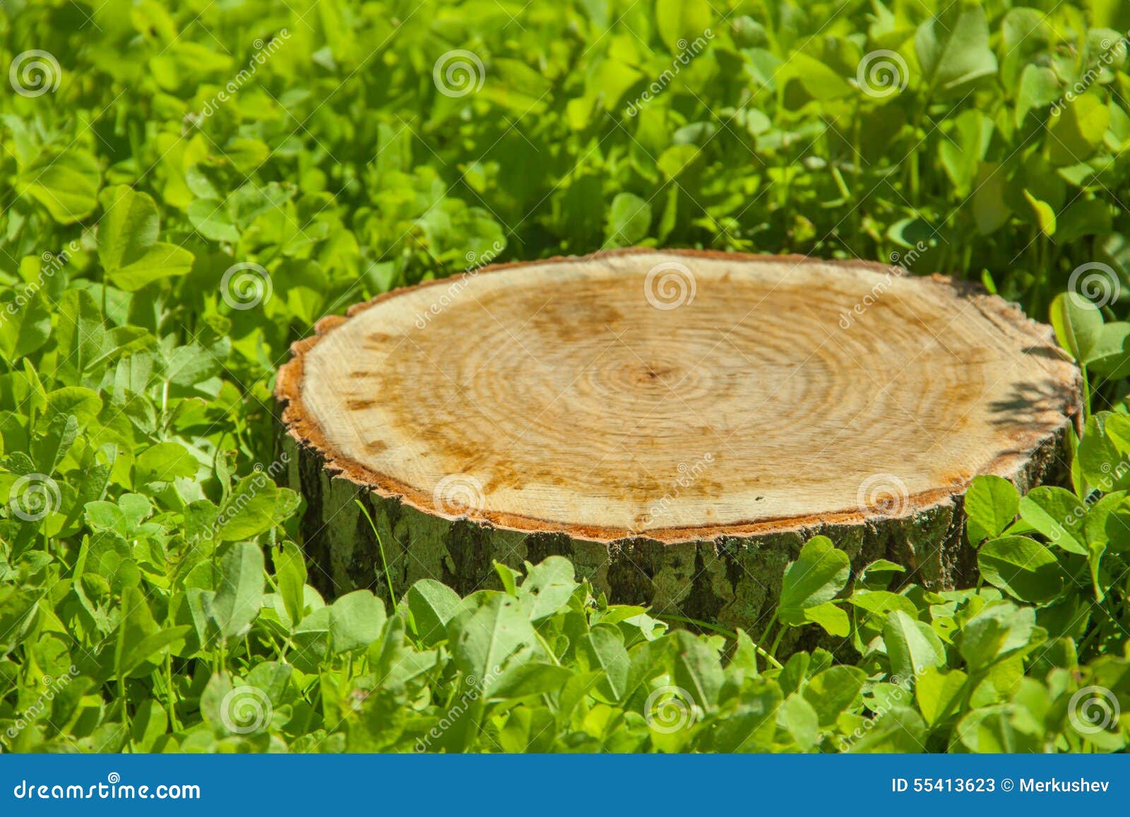 Stump Tree Plant on Green Field Stock Image - Image of outdoors, season ...