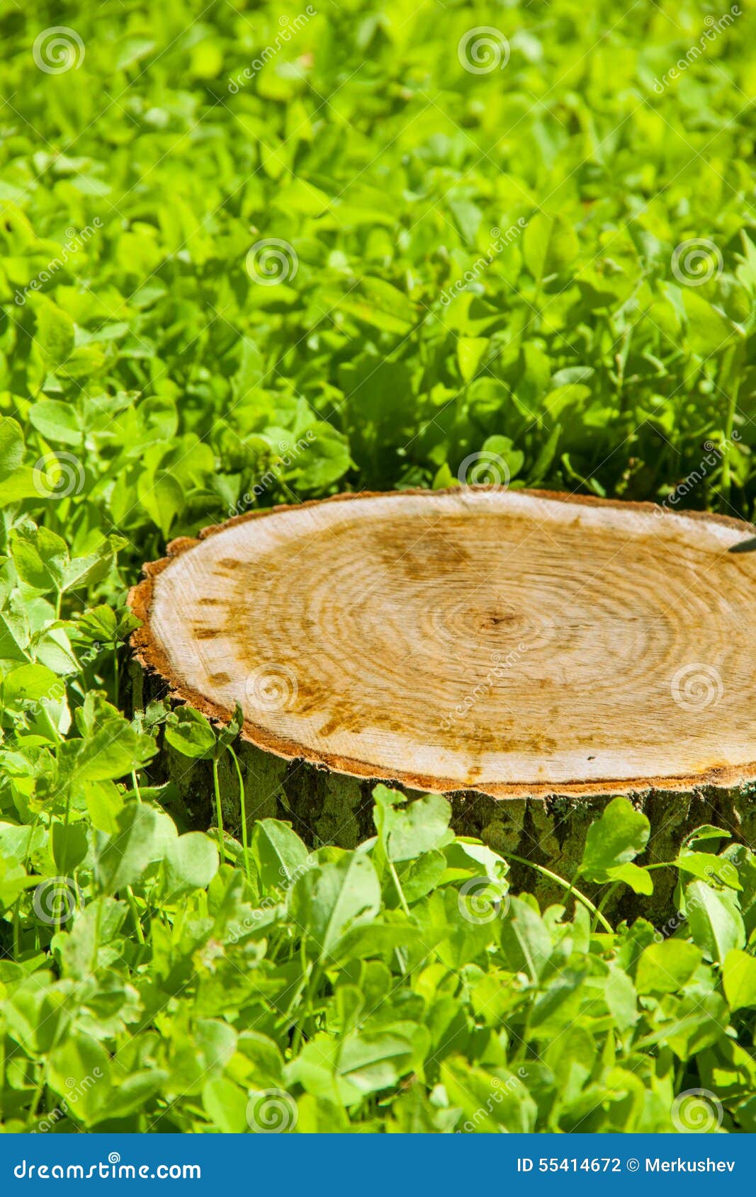Stump Tree Plant on Green Field Stock Photo - Image of environment ...