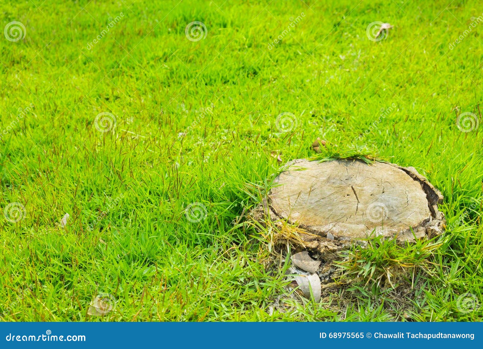 Stump Tree Plant on Green Grass Field Stock Image - Image of background ...