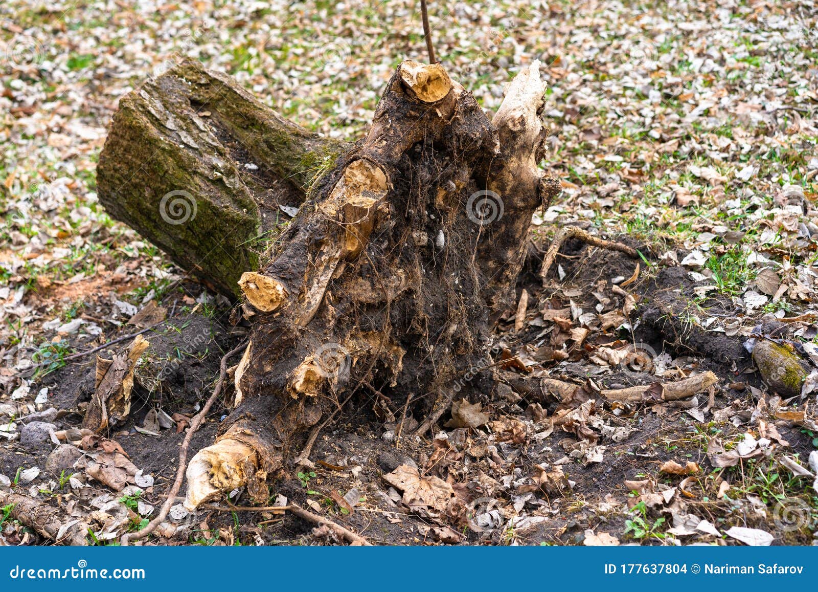 Tree Uprooted During A Strong Wind In The City Among The Paved Area ...