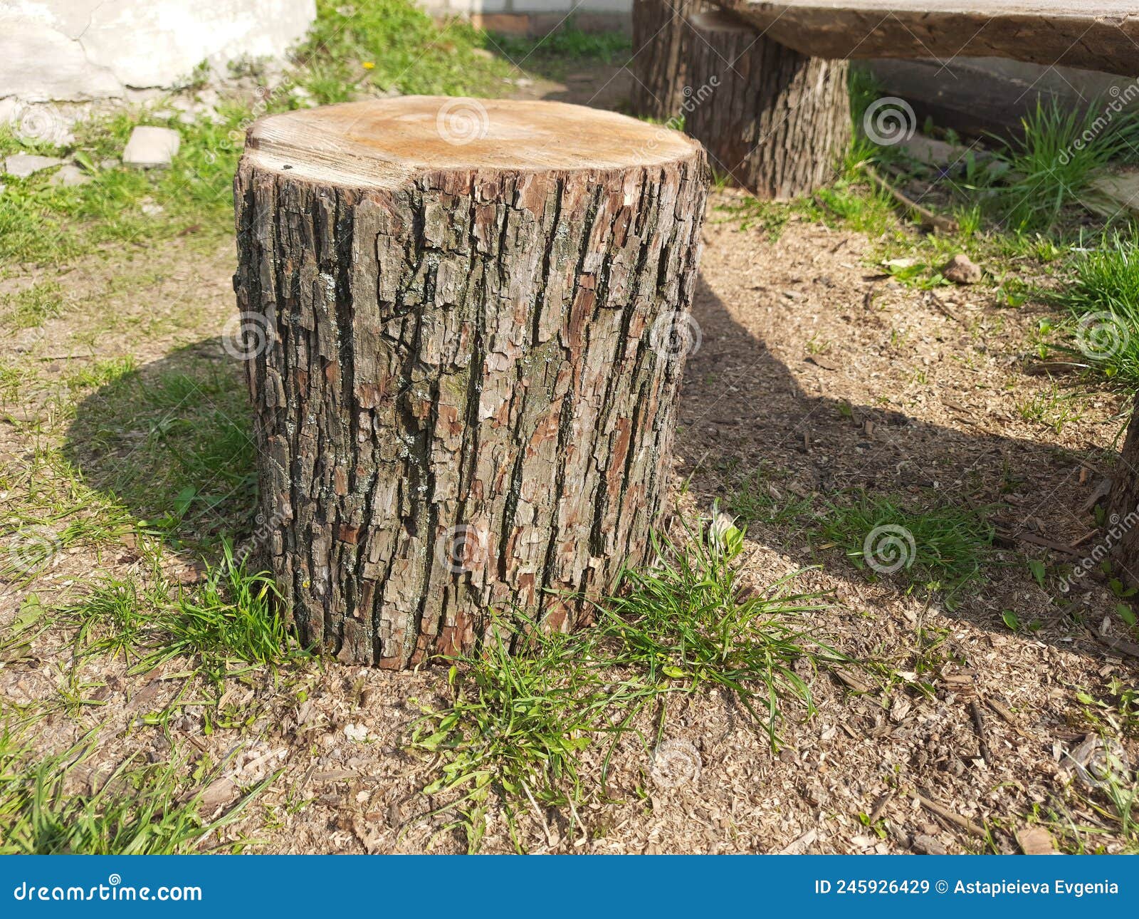 Stump stock image. Image of village, stump, tree, chopped - 245926429