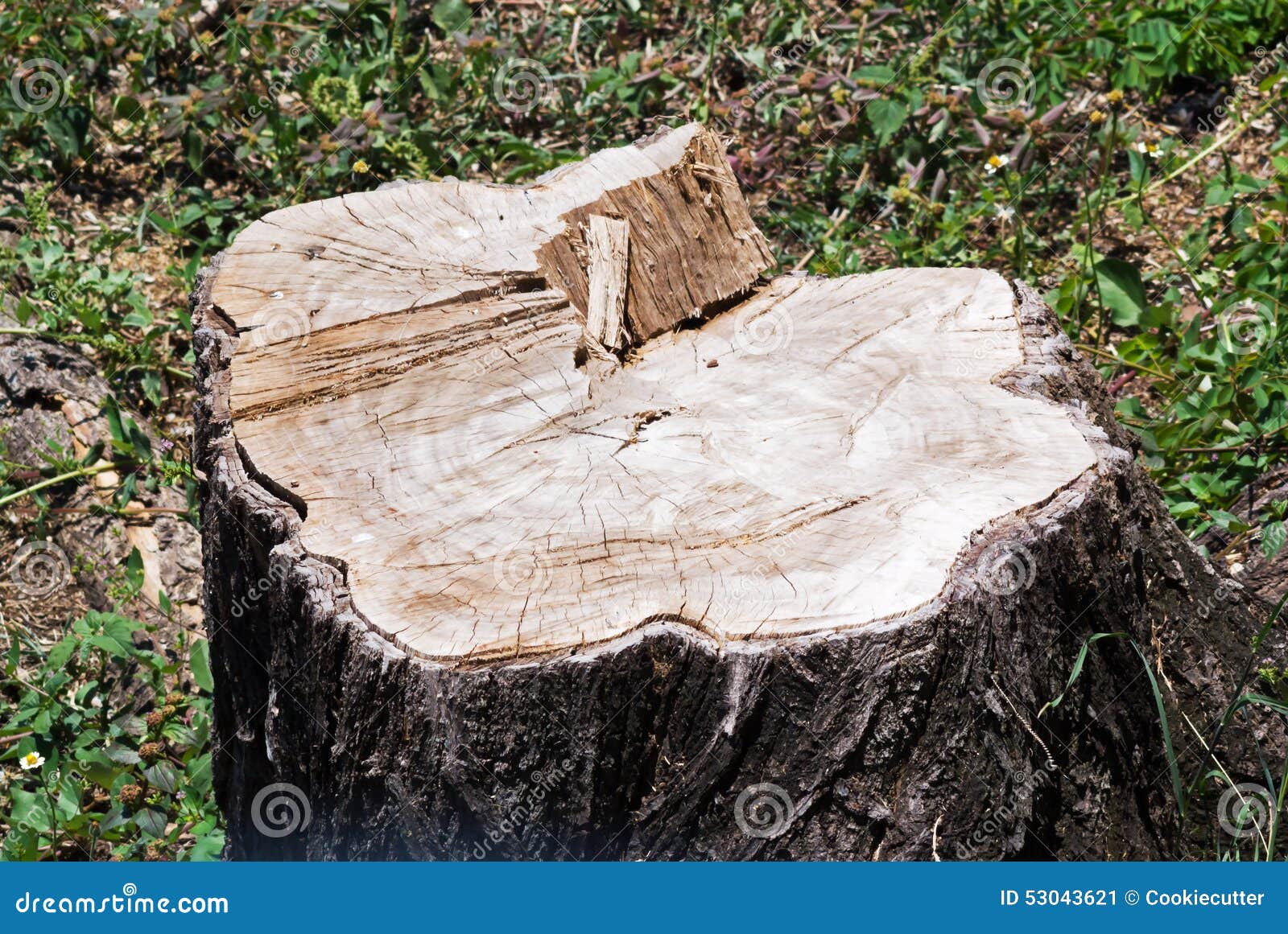 Stump trees in water stock image. Image of broken, moss - 53043621