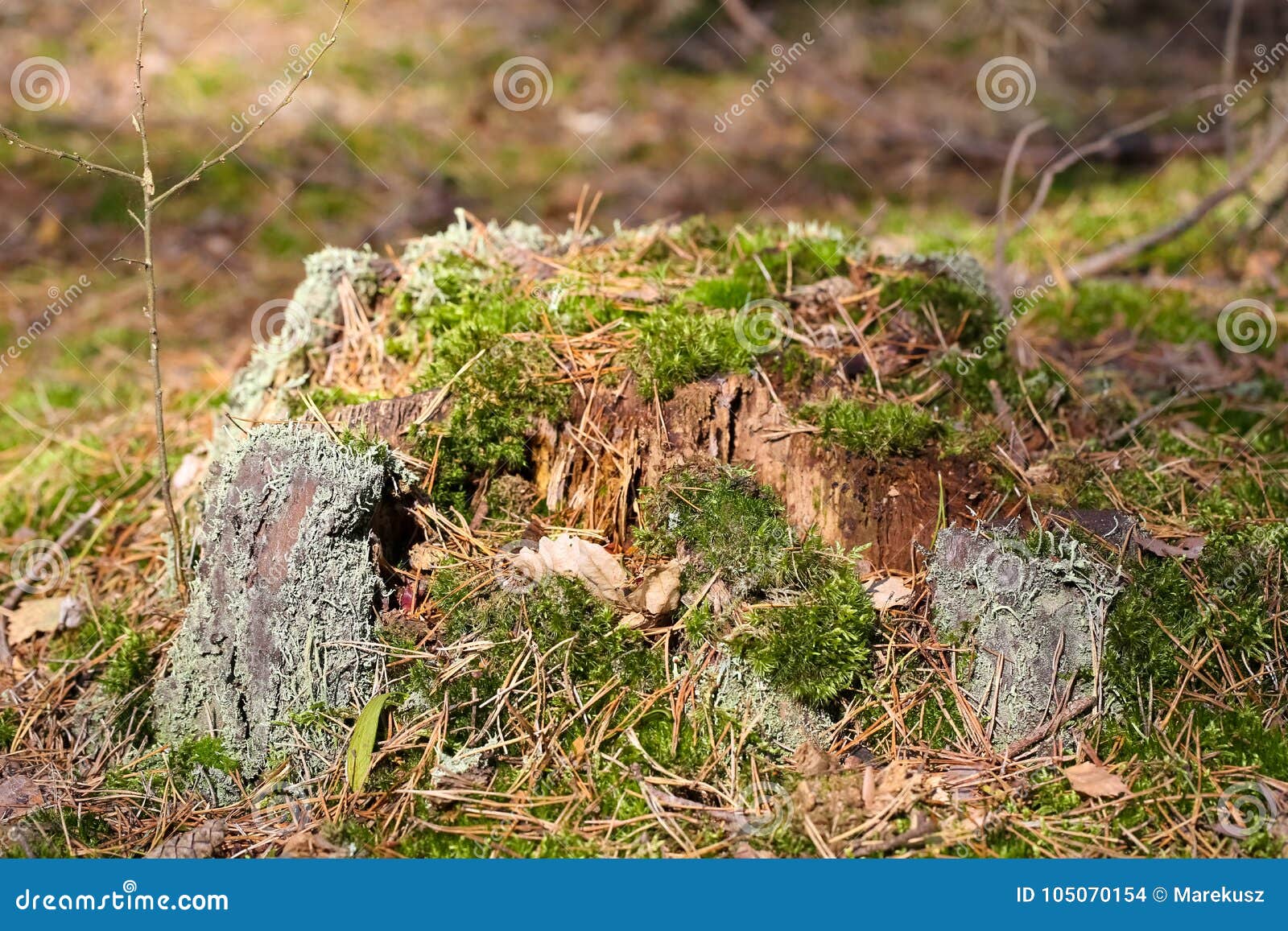 Stump of a Trunk that Remains after the Old Tree Stock Photo - Image of ...