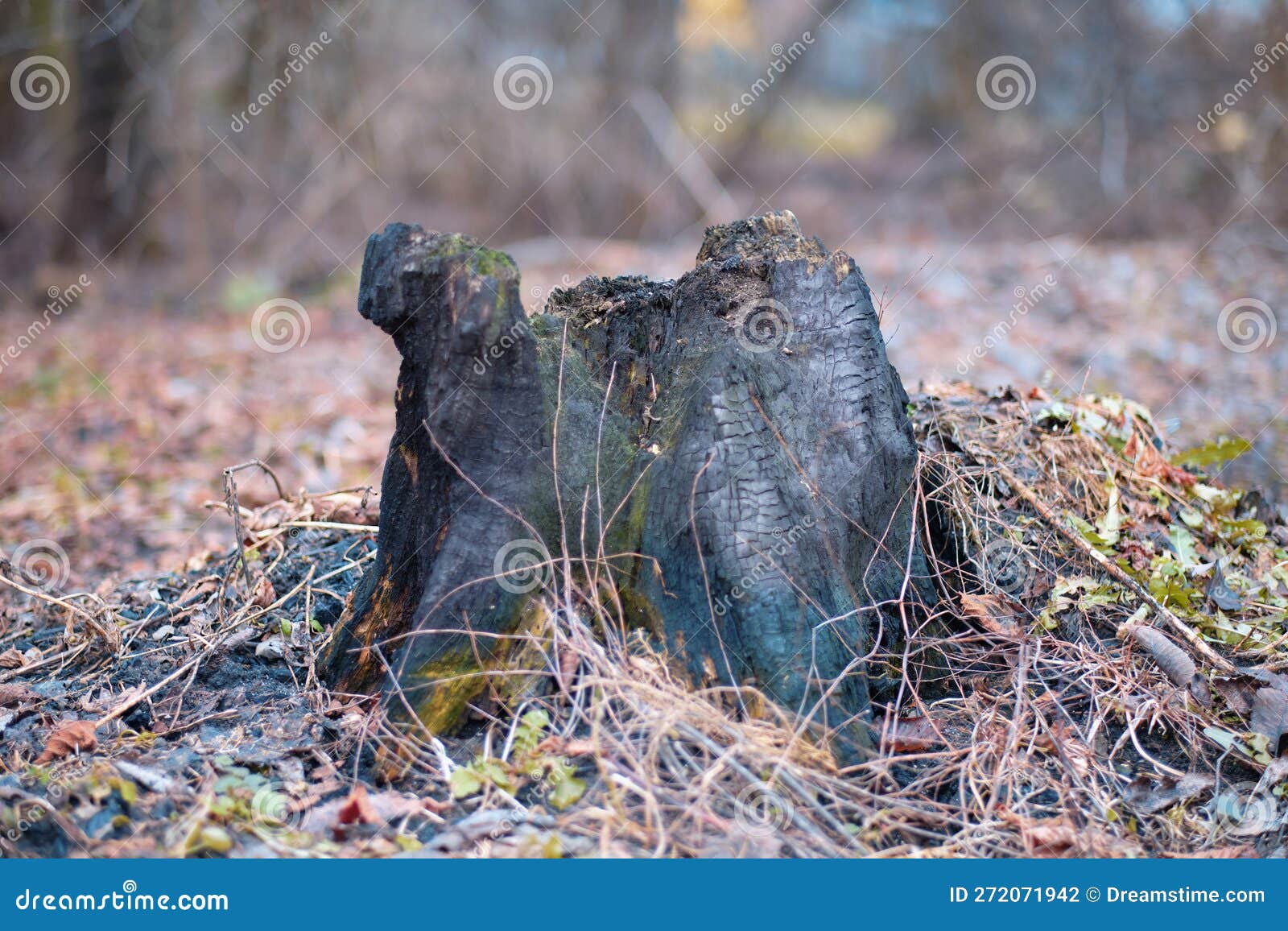 A Stump Turned into Black Coal after a Dangerous Forest Fire Stock ...