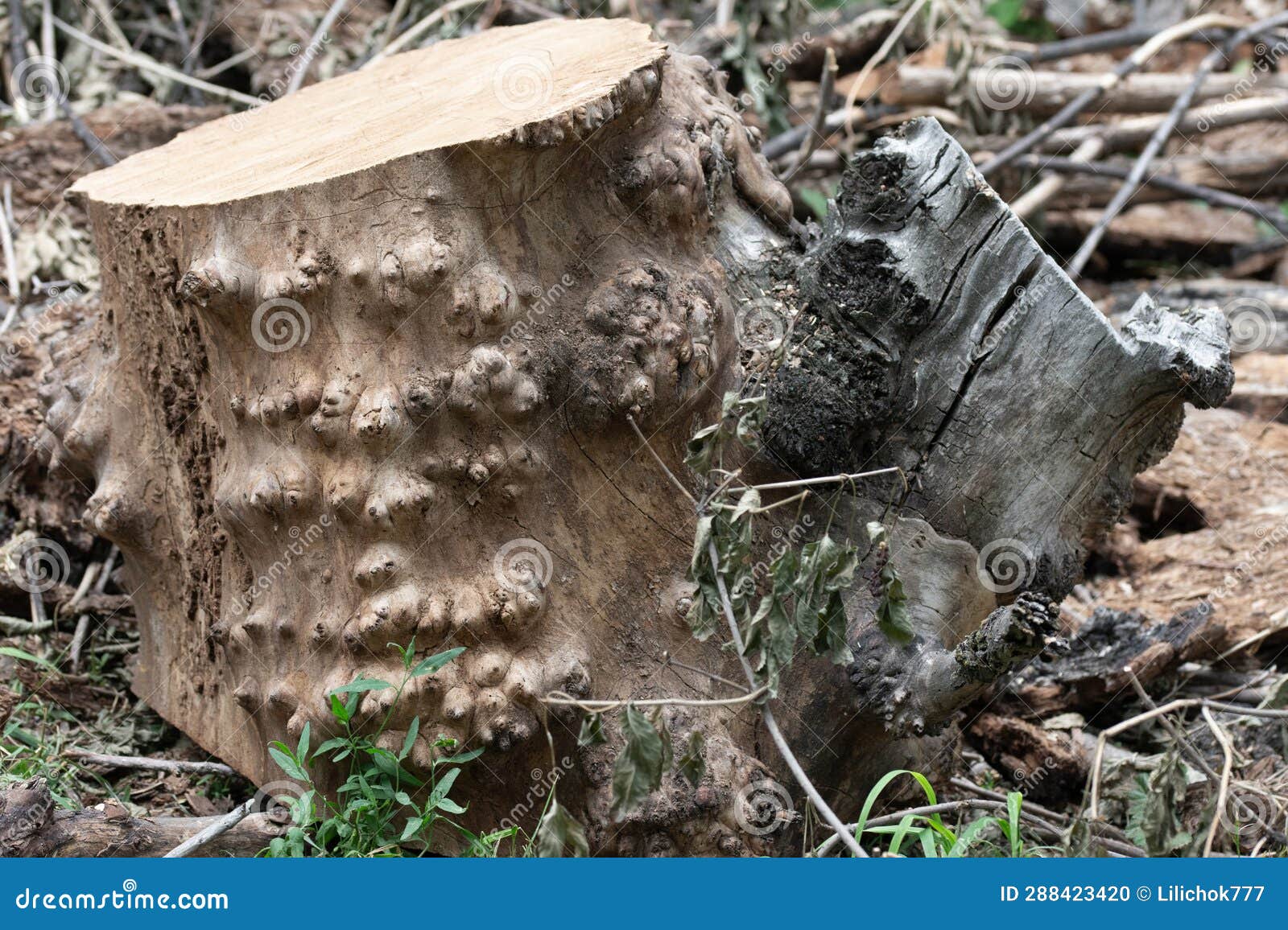 Stump with Unusual Shapes on the Surface Stock Photo - Image of stump ...