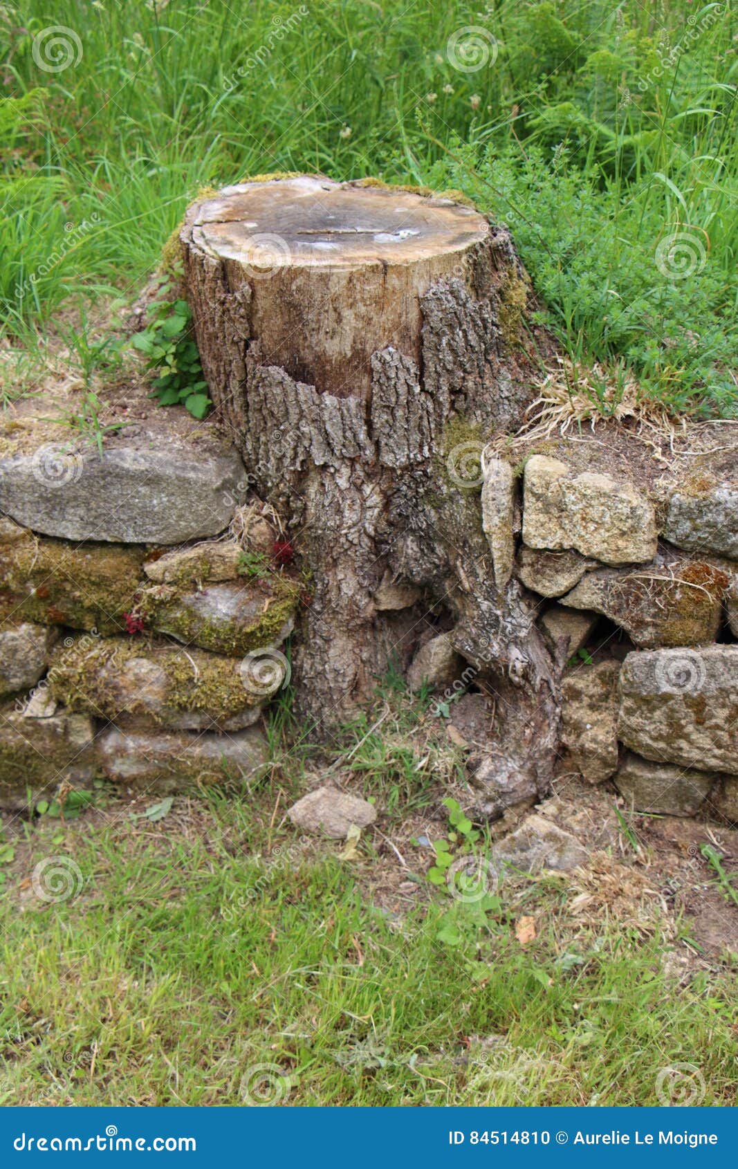 Stump in a wall stock photo. Image of grass, sawing, lichen - 84514810