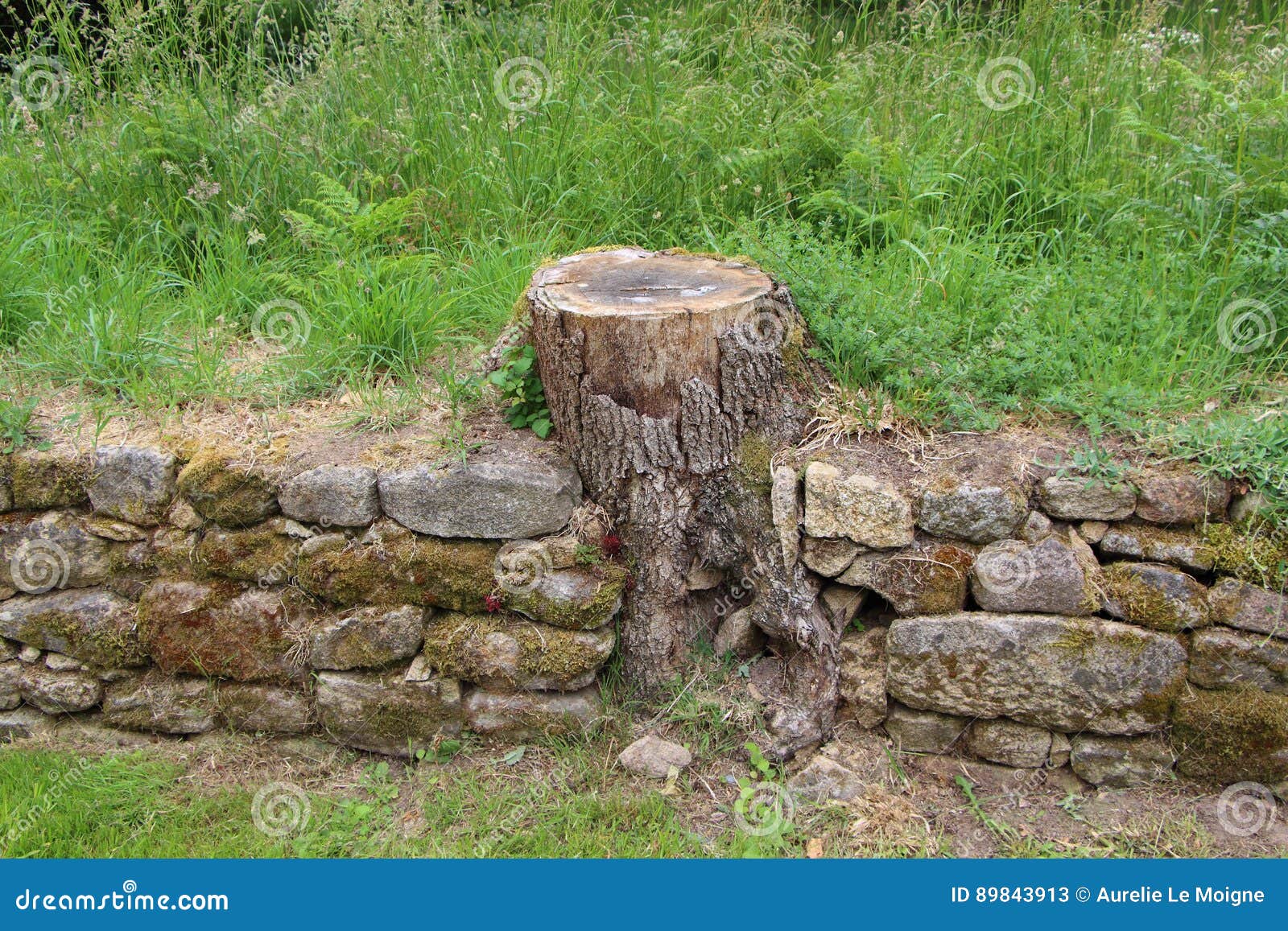 Stump in a wall stock image. Image of sawing, root, lumberjack - 89843913