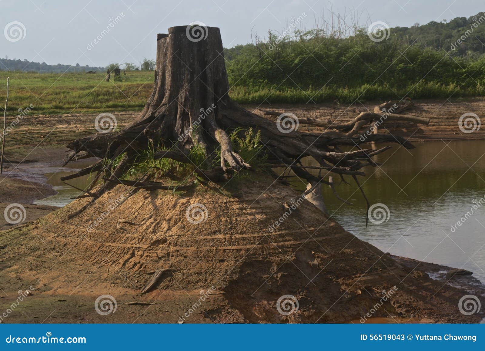 Stump stock image. Image of stumps, wood, stool, arbor - 56519043