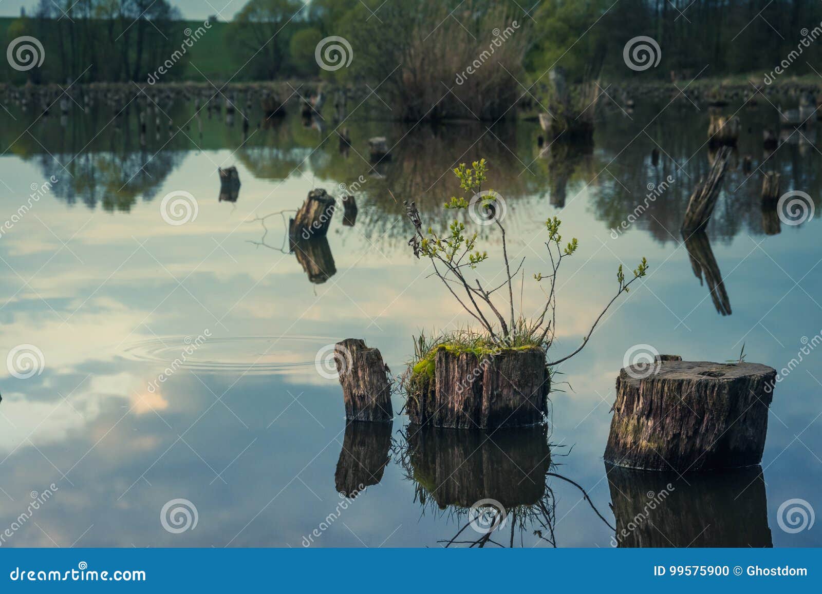 Stump in water stock photo. Image of grass, branch, beauty - 99575900