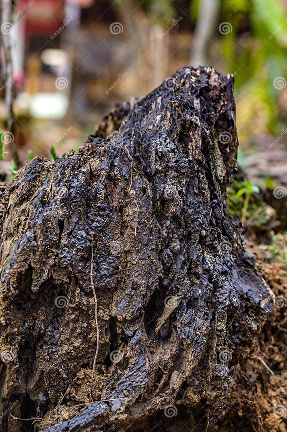 The Stump is Weathered and Has a Unique Texture Stock Image - Image of ...