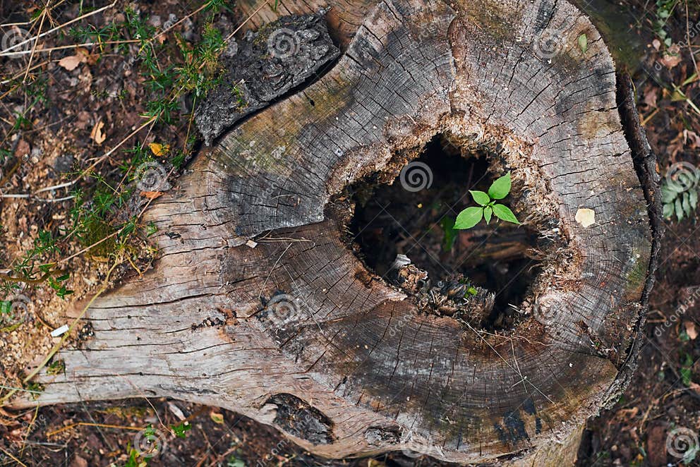The Stump from Which a New Sprout Grows. the Concept of Life after a ...