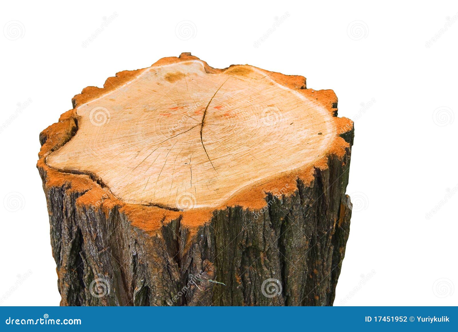Stump on a White Background Stock Photo - Image of white, tree: 17451952