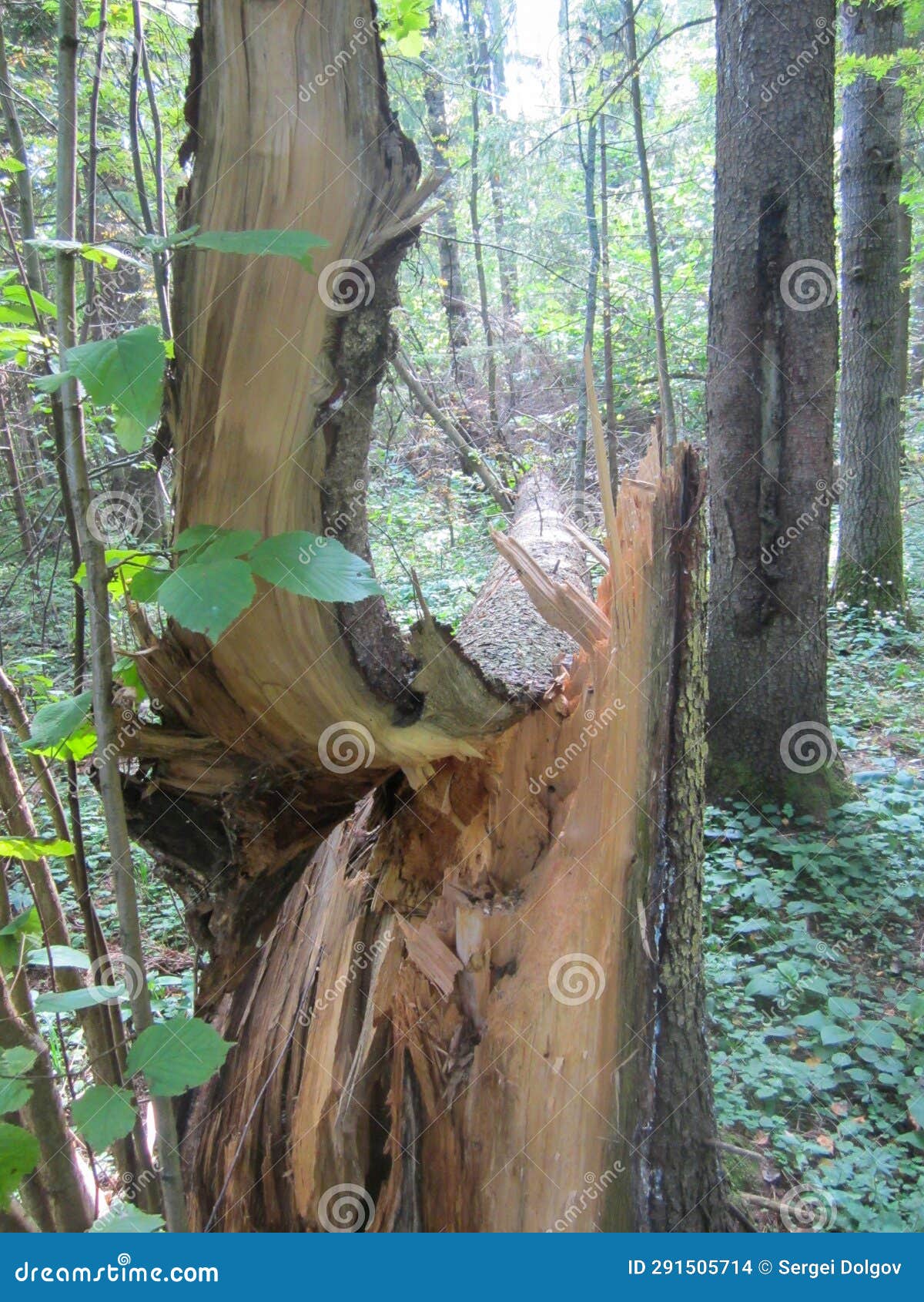 A Stump and a Wind-fallen Tree in a Dense Deciduous Forest. Stock Photo ...