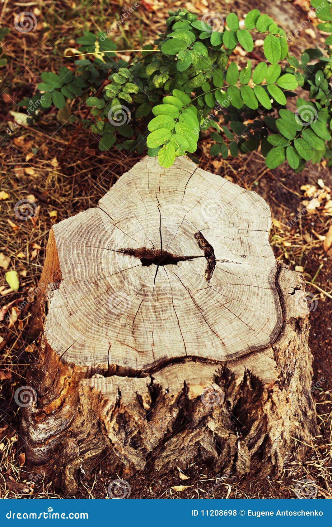 Stump wood stock photo. Image of chip, forest, bark, lumber - 11208698