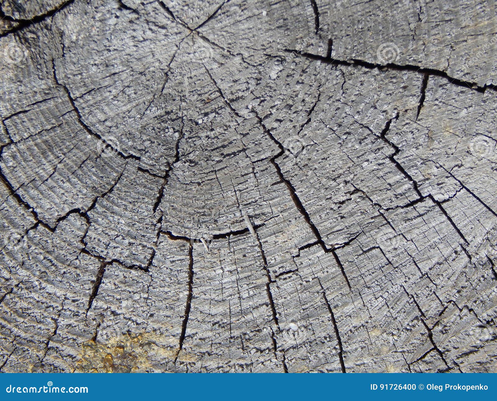 Stump wood texture stock photo. Image of nature, ring - 91726400