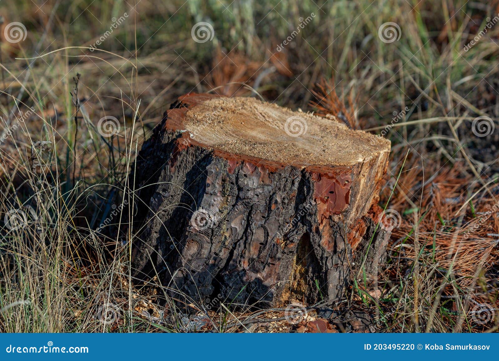 Stump of Young Pine Tree, Danger To Environment Stock Photo - Image of ...