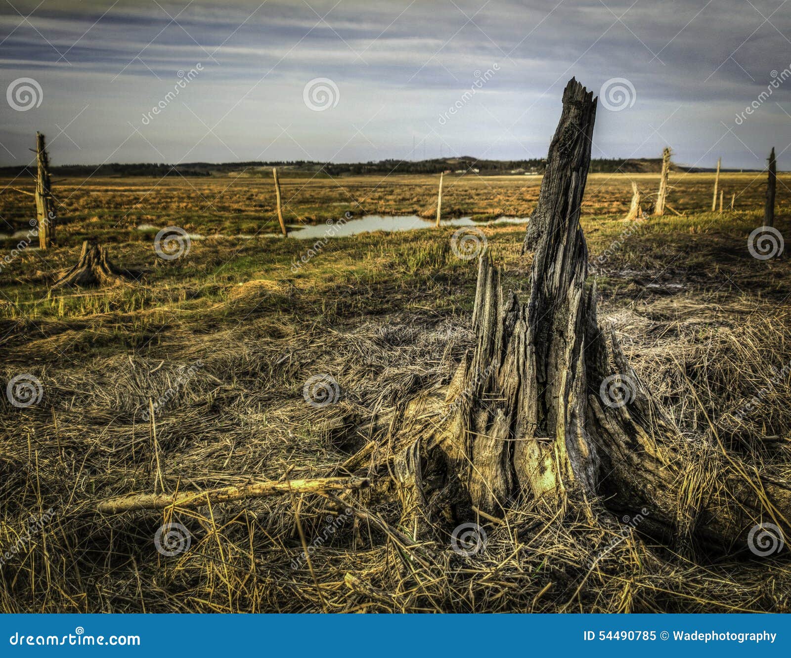 Stumped stock image. Image of macro, house, clouds, fallen - 54490785