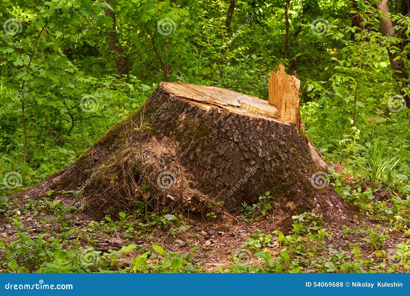 Stumpf stockfoto. Bild von üppig, szenen, material, wald - 54069688