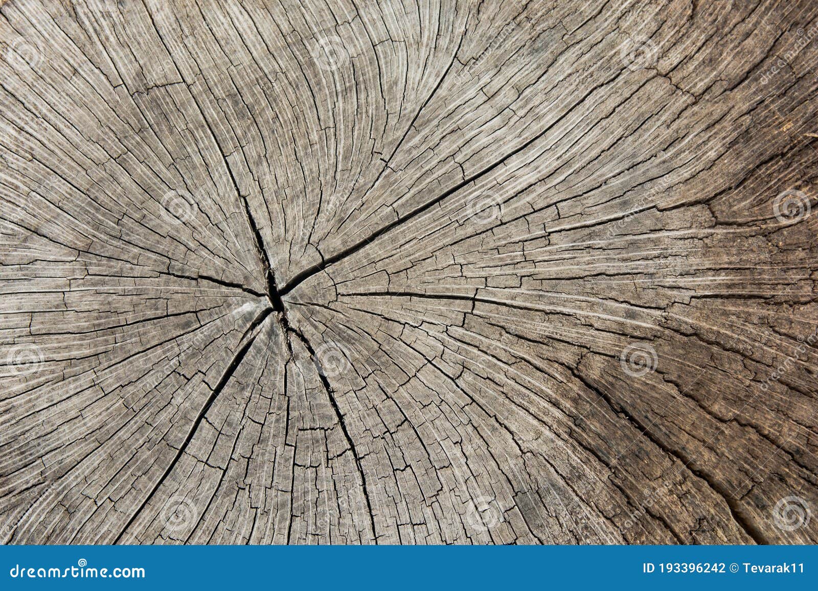 Stumpf Des Baumquerschnitts Eines Baumstammes Stockfoto - Bild von ...