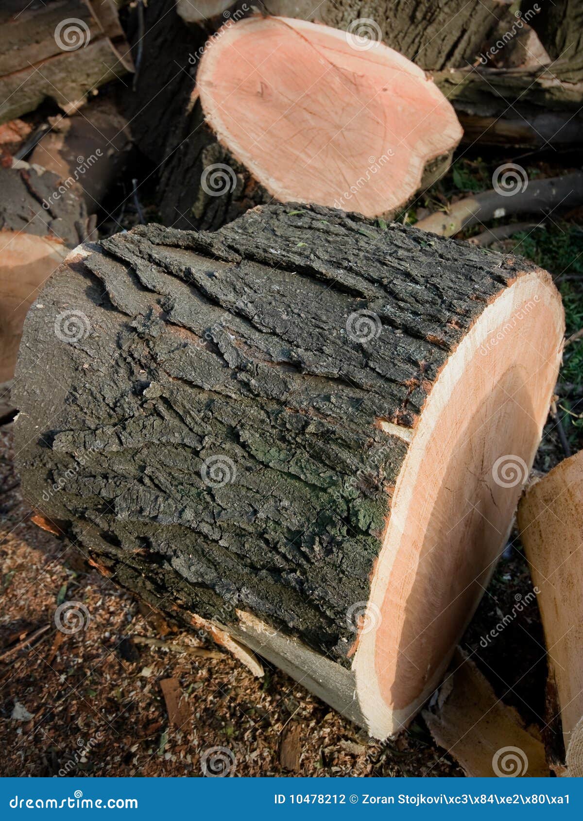 Stumps stock photo. Image of ring, timber, forestry, detail - 10478212
