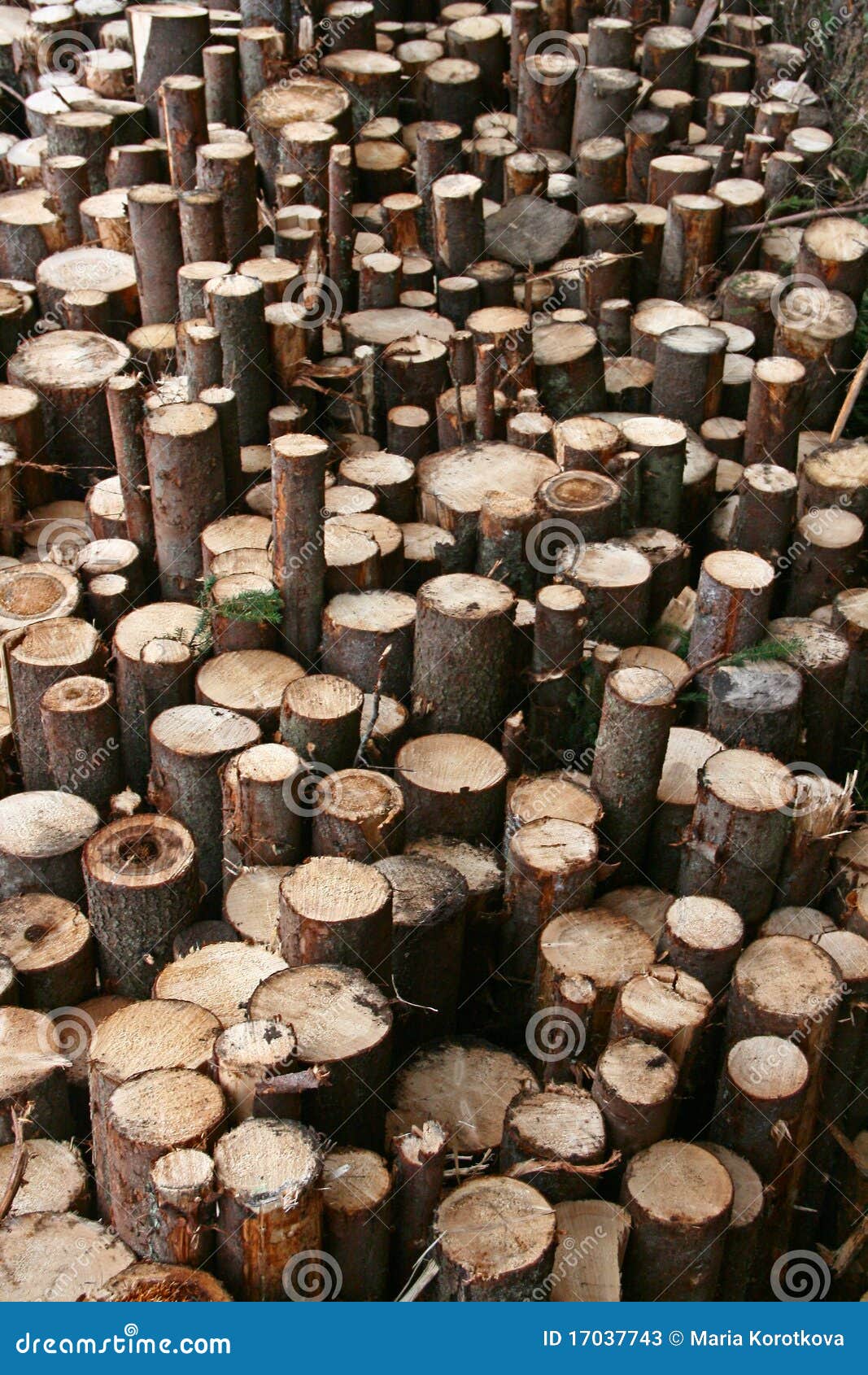 Stumps. stock image. Image of thickness, beam, ecologist - 17037743