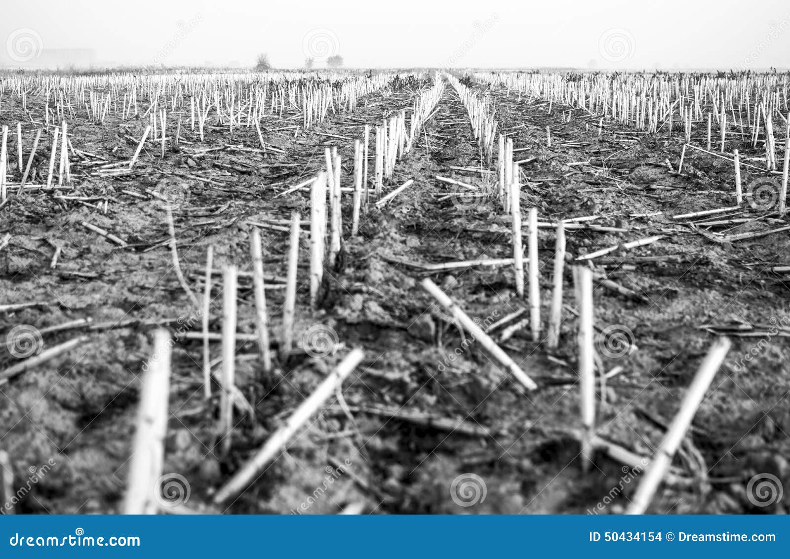 Stumps at autumn field stock photo. Image of agriculture - 50434154