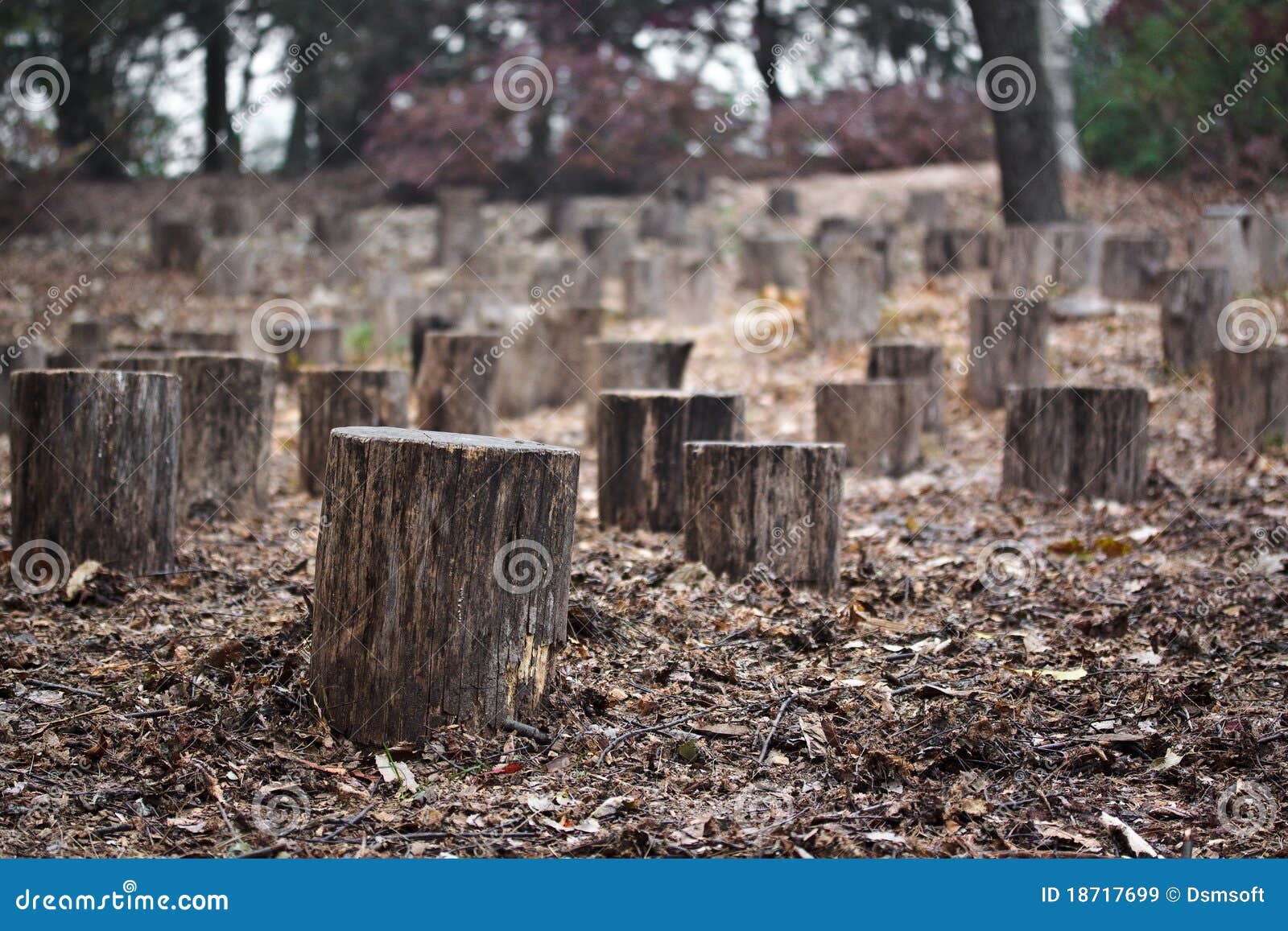 Stumps in autumn forest stock image. Image of park, deforestation ...