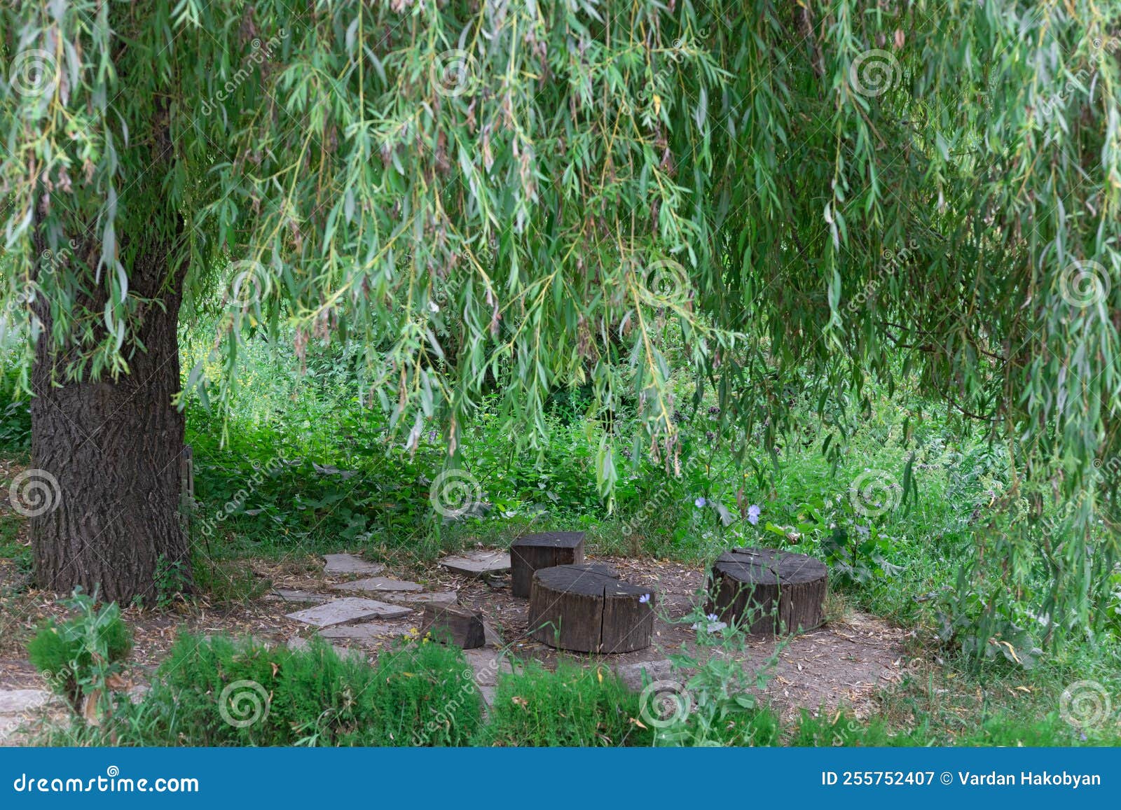 Stumps and Flowers Under the Willow in the Forest Stock Image - Image ...