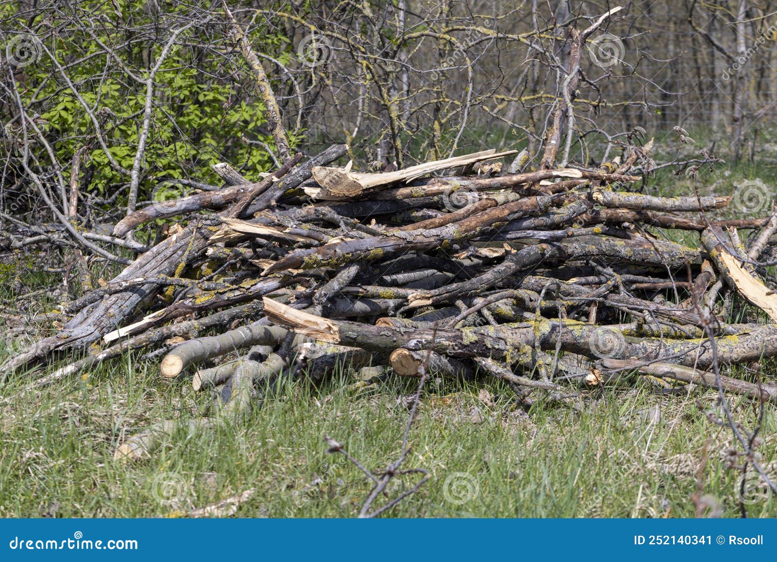 Stumps and Branches Left after Logging in the Forest Stock Image ...