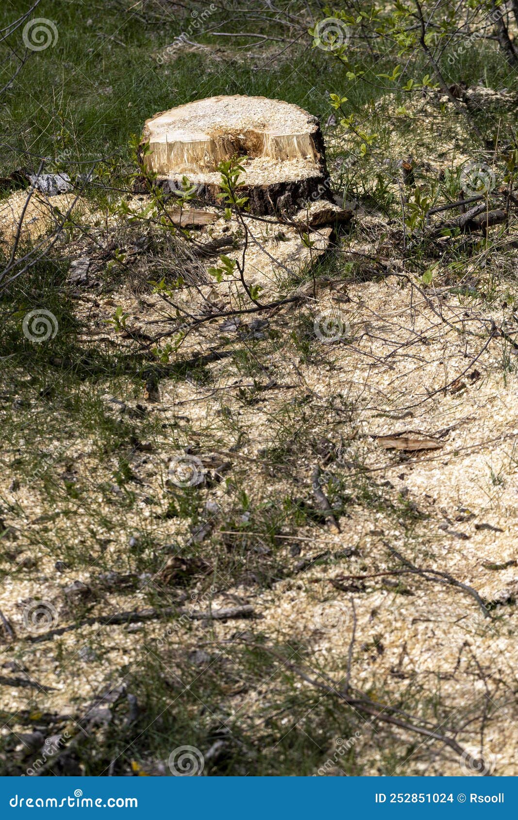 Stumps and Branches Left after Logging in the Forest Stock Photo ...